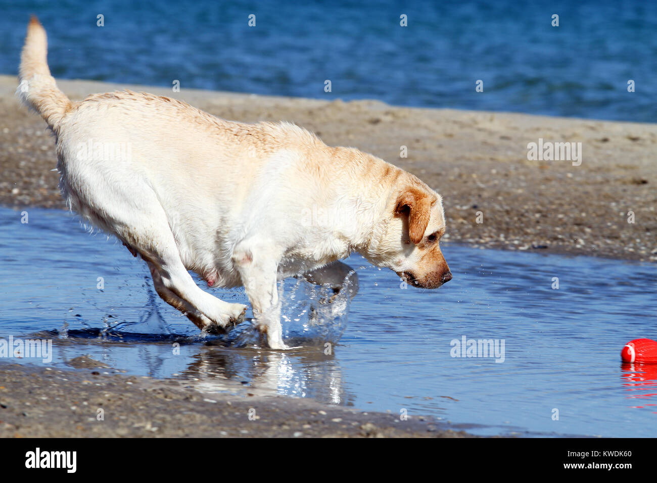 yellow labrador playing at the sea in summer Stock Photo - Alamy