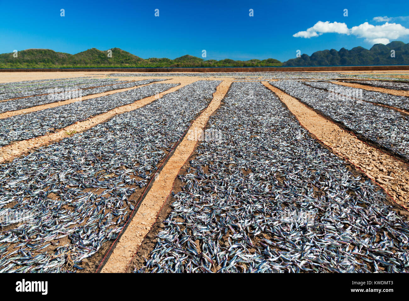 A lot of dried fish under sun Stock Photo - Alamy