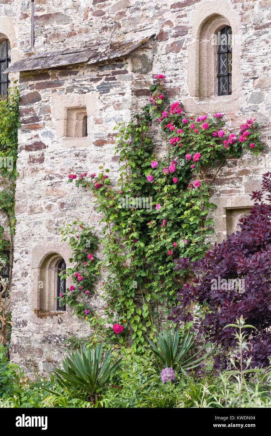 Cotehele, Saltash, Cornwall, UK. A largely unaltered Tudor house dating ...