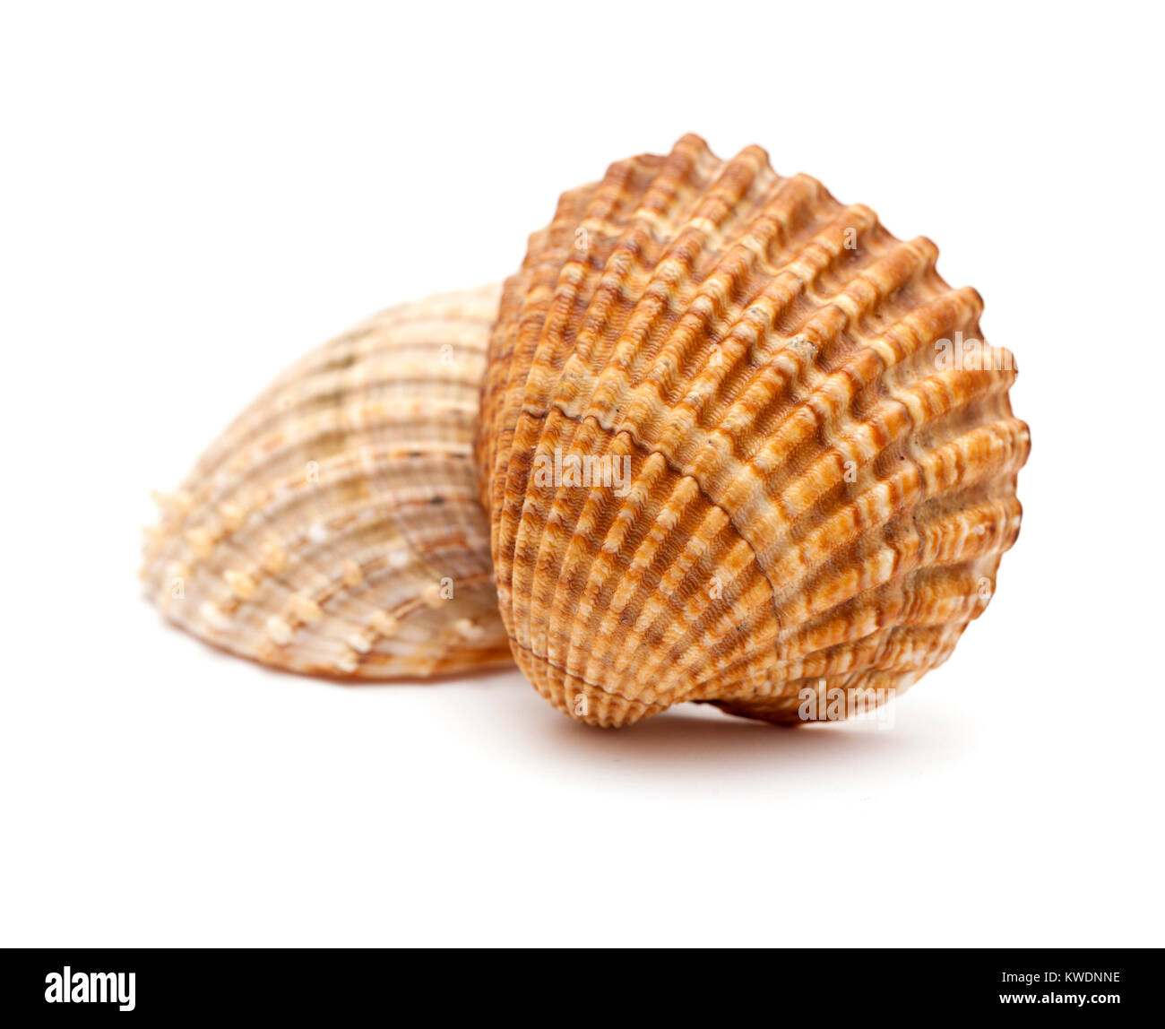 Pale nodules hi-res stock photography and images - Alamy