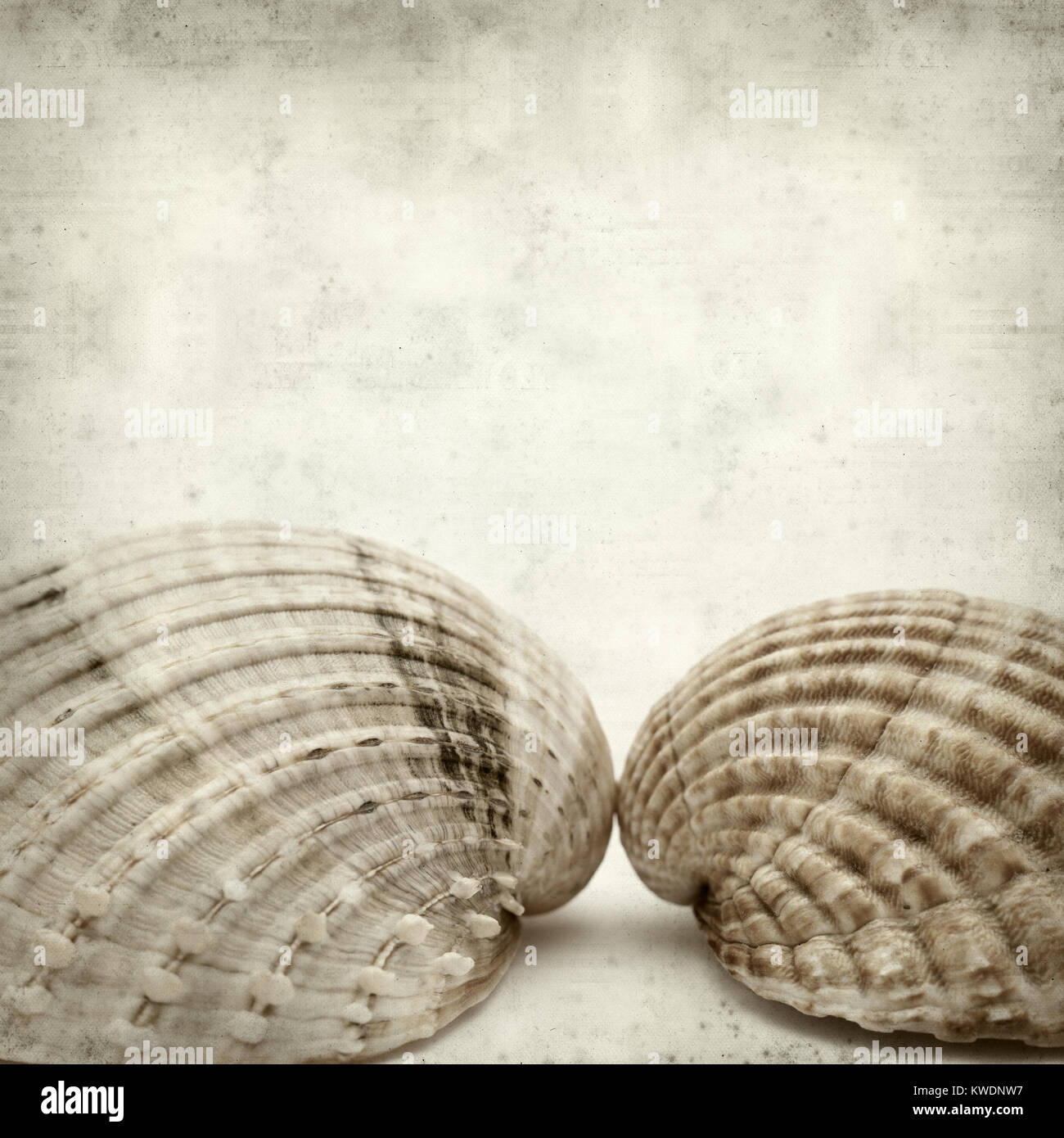 textured old paper background with rough cockle, Acanthocardia ...