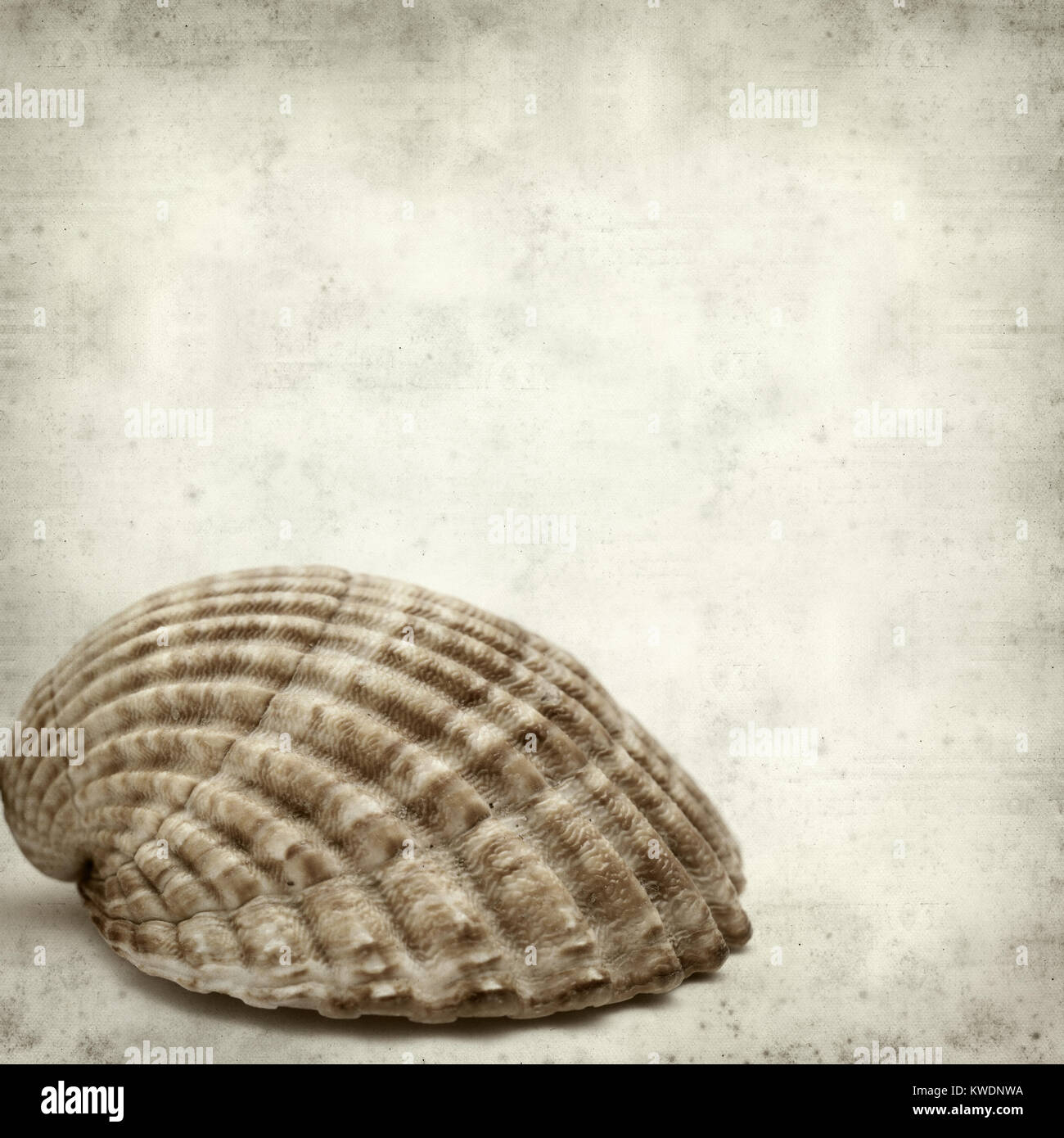 textured old paper background with rough cockle, Acanthocardia ...