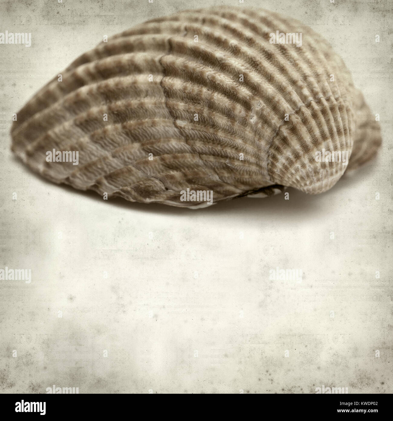 textured old paper background with rough cockle, Acanthocardia ...