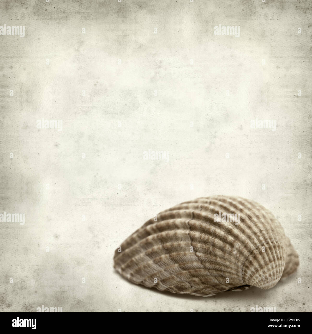 textured old paper background with rough cockle, Acanthocardia ...