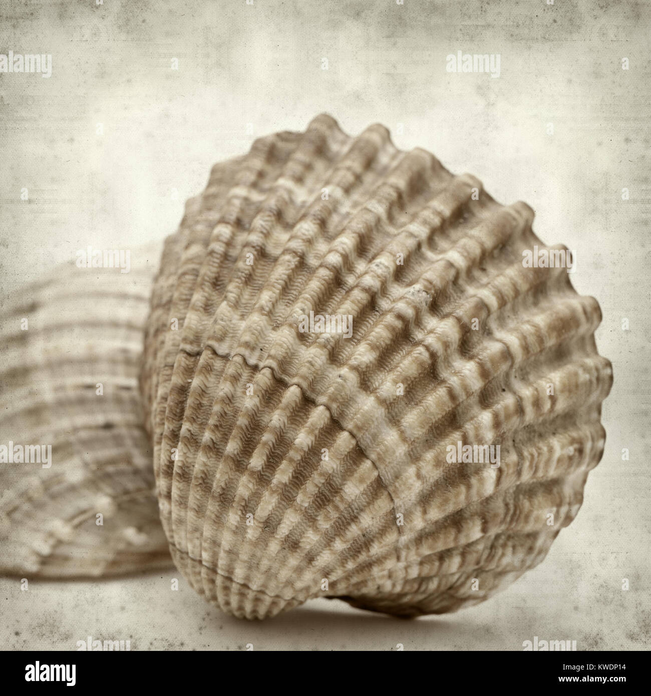 textured old paper background with rough cockle, Acanthocardia ...