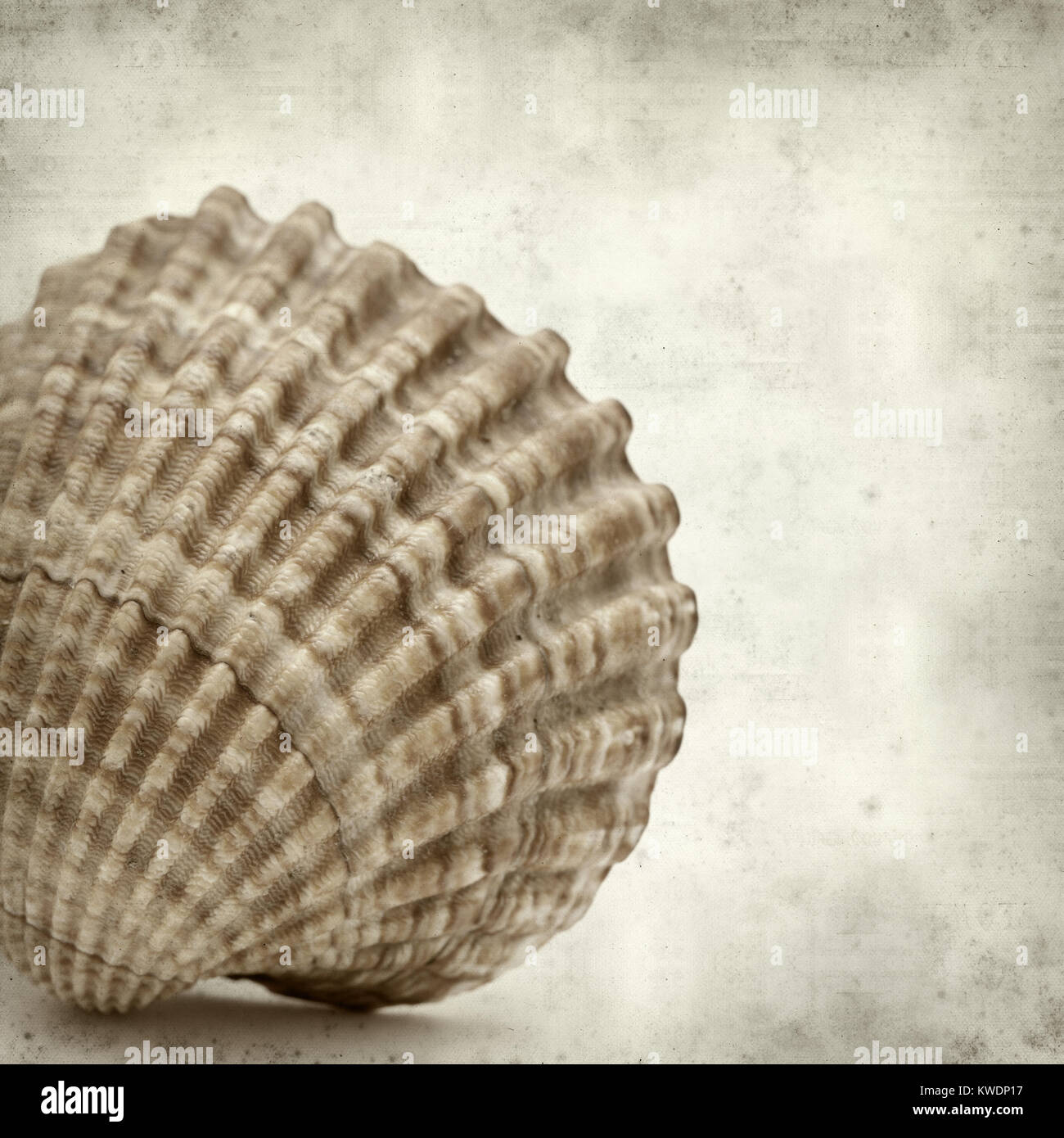 textured old paper background with rough cockle, Acanthocardia ...