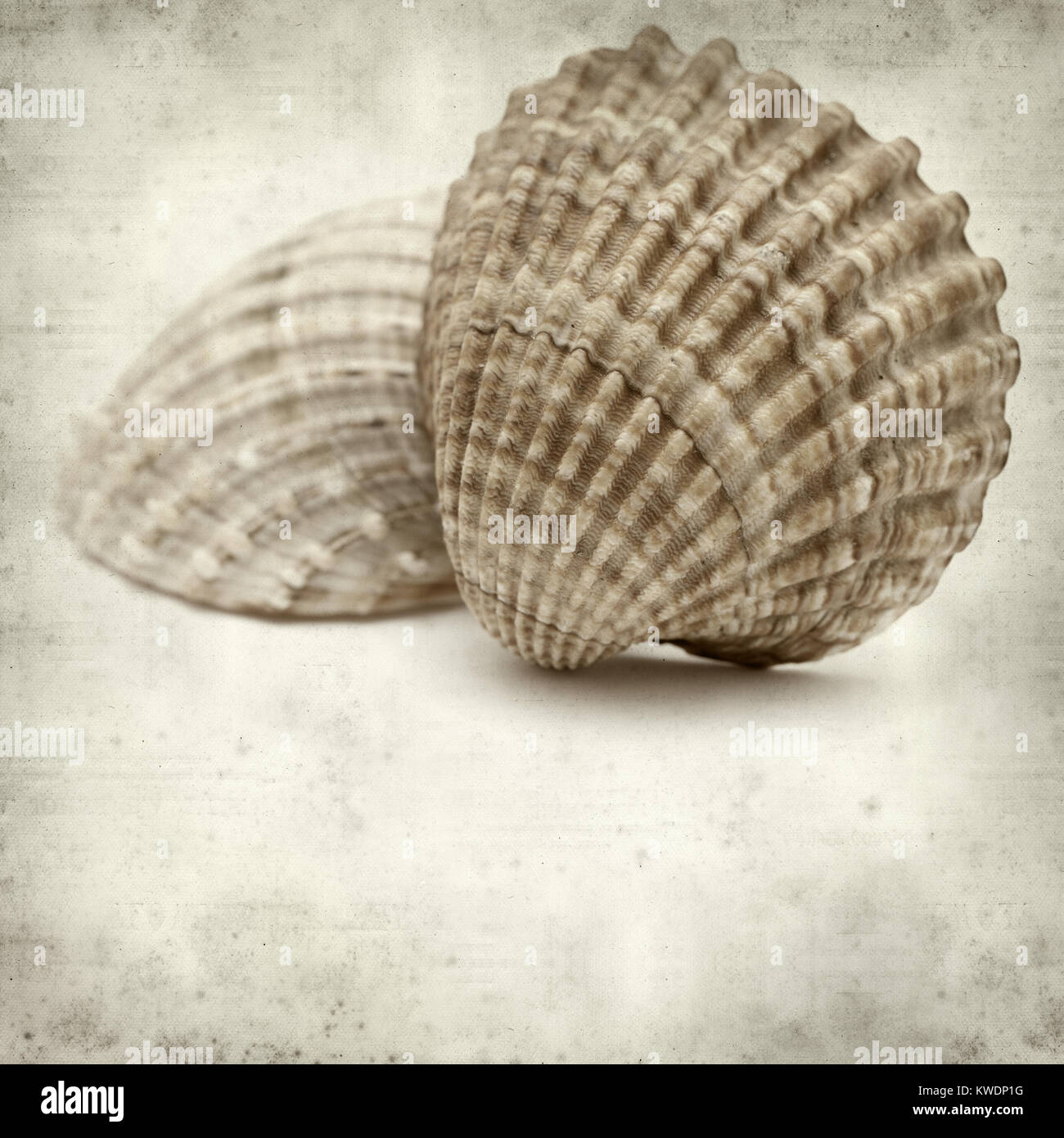 textured old paper background with rough cockle, Acanthocardia ...