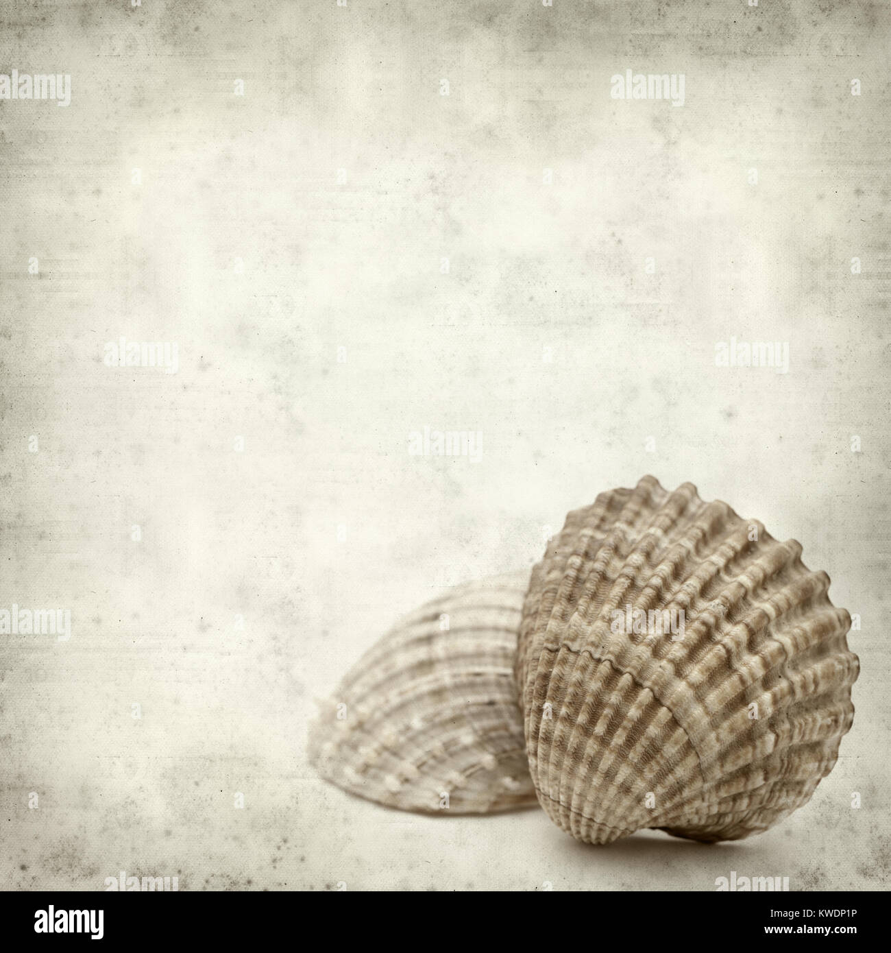 textured old paper background with rough cockle, Acanthocardia ...