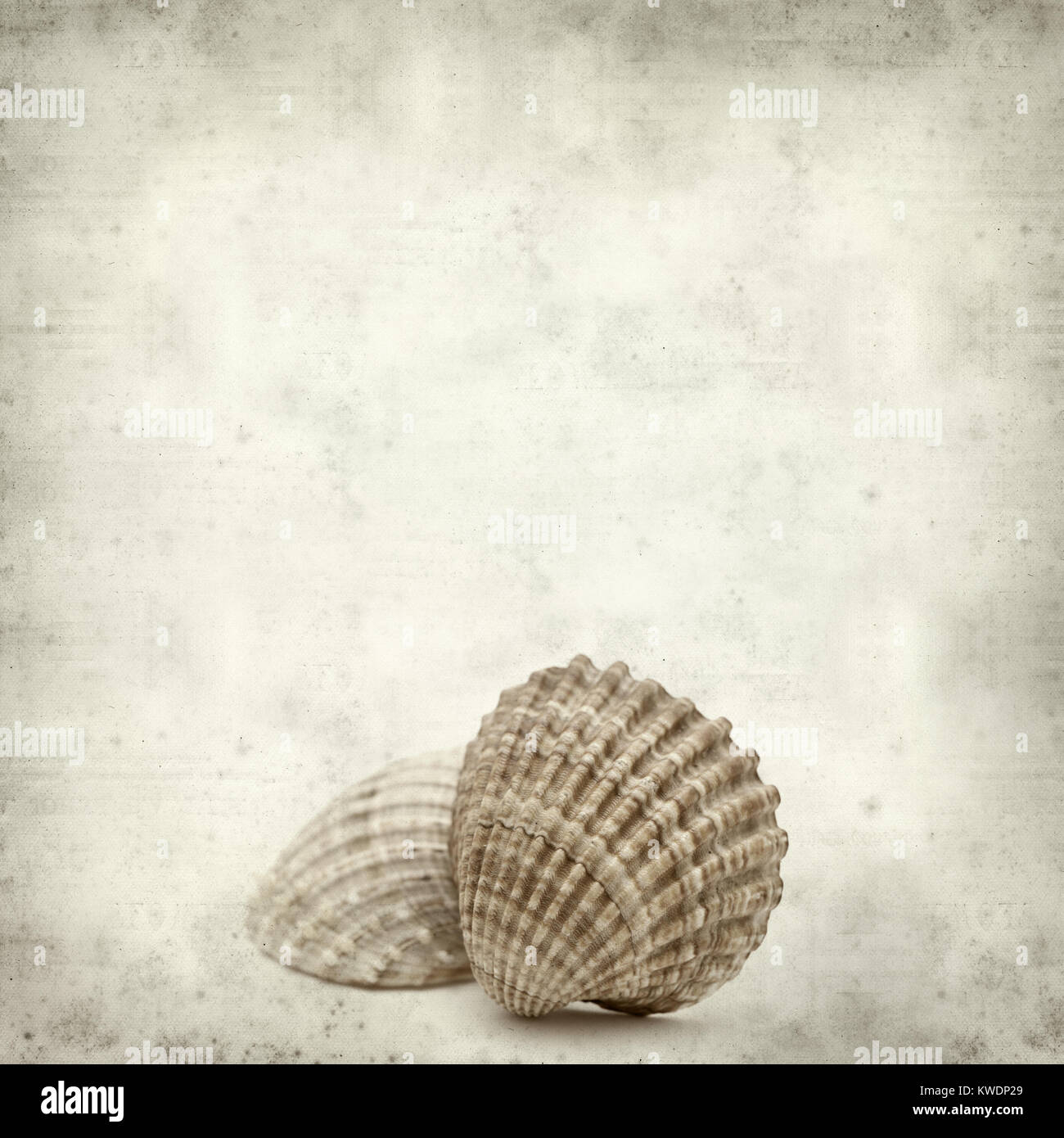 textured old paper background with rough cockle, Acanthocardia ...