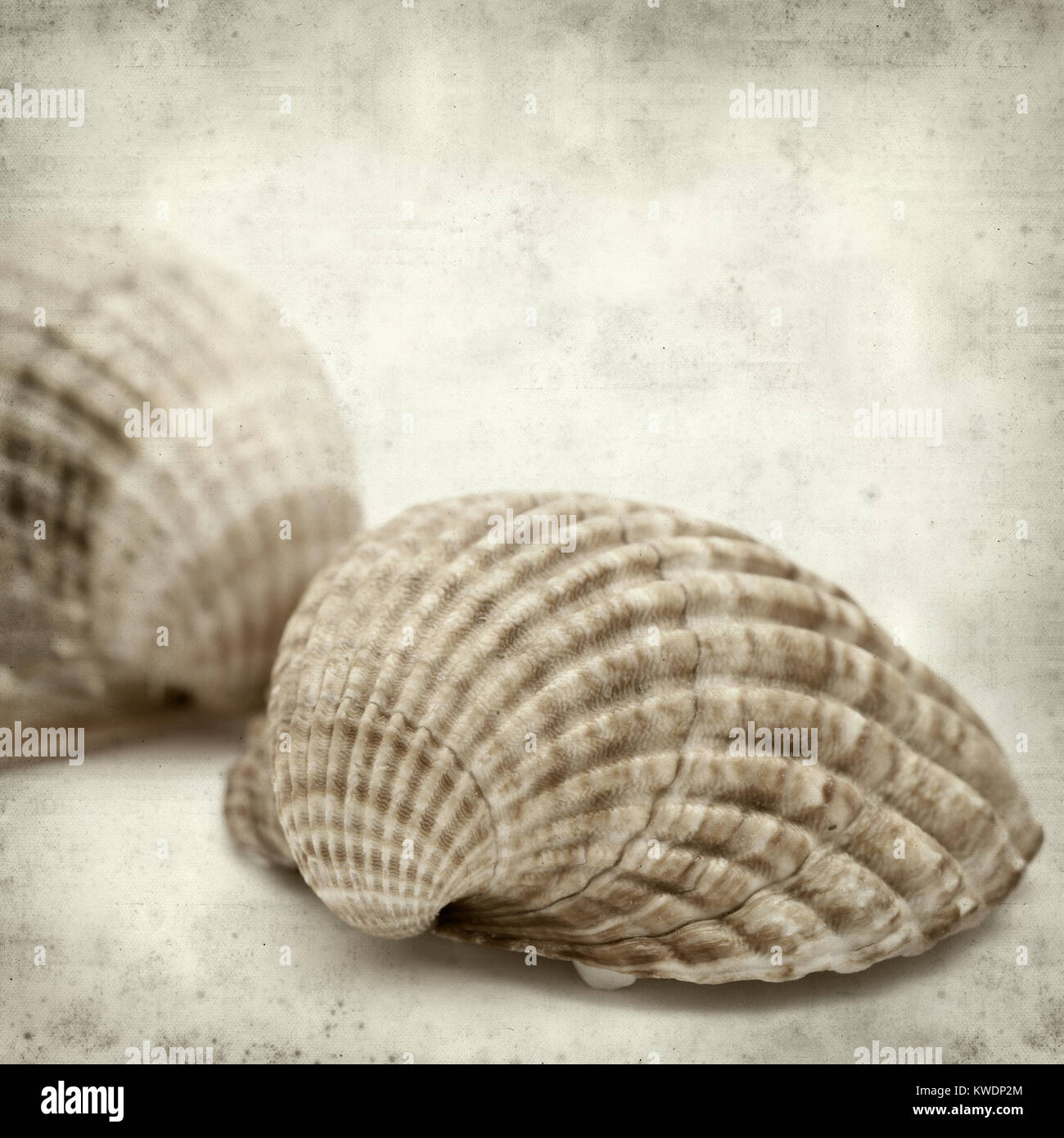 textured old paper background with rough cockle, Acanthocardia ...