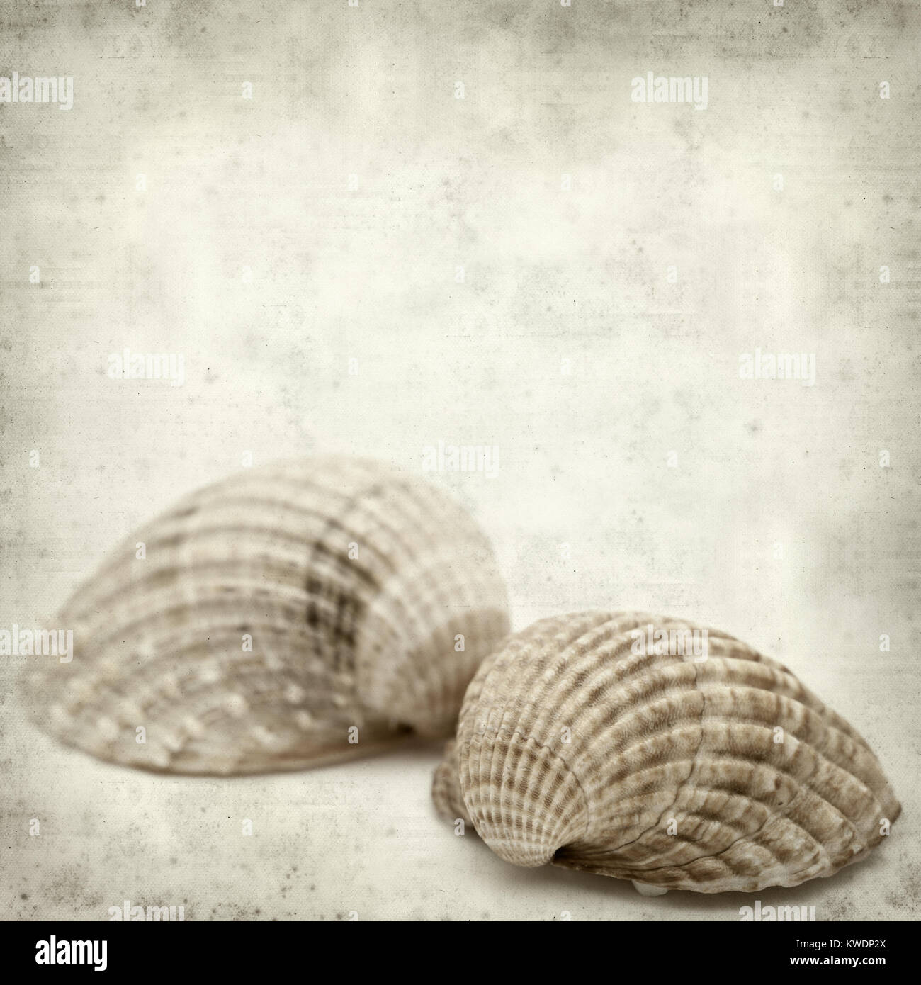 textured old paper background with rough cockle, Acanthocardia ...