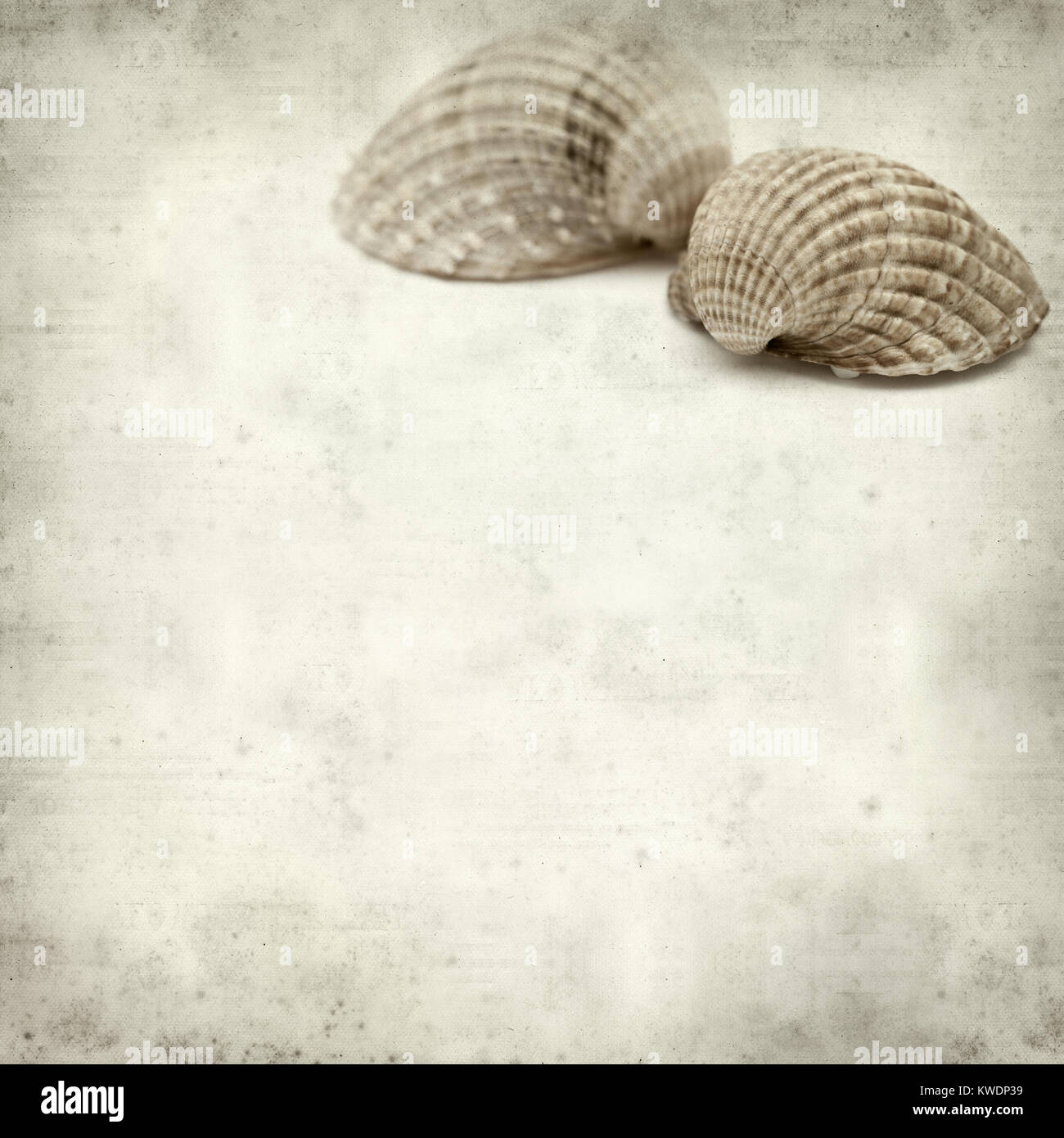 textured old paper background with rough cockle, Acanthocardia ...