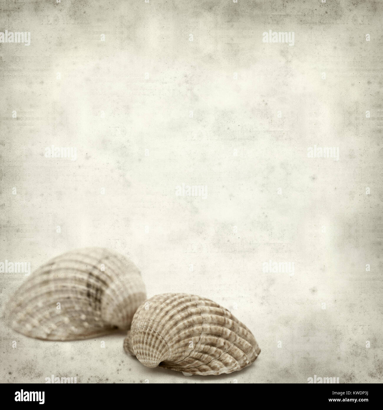 textured old paper background with rough cockle, Acanthocardia ...