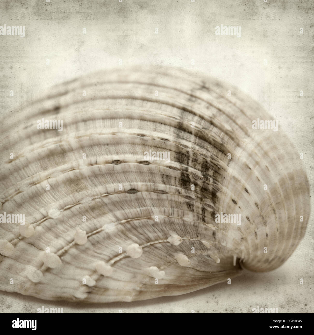 textured old paper background with rough cockle, Acanthocardia ...
