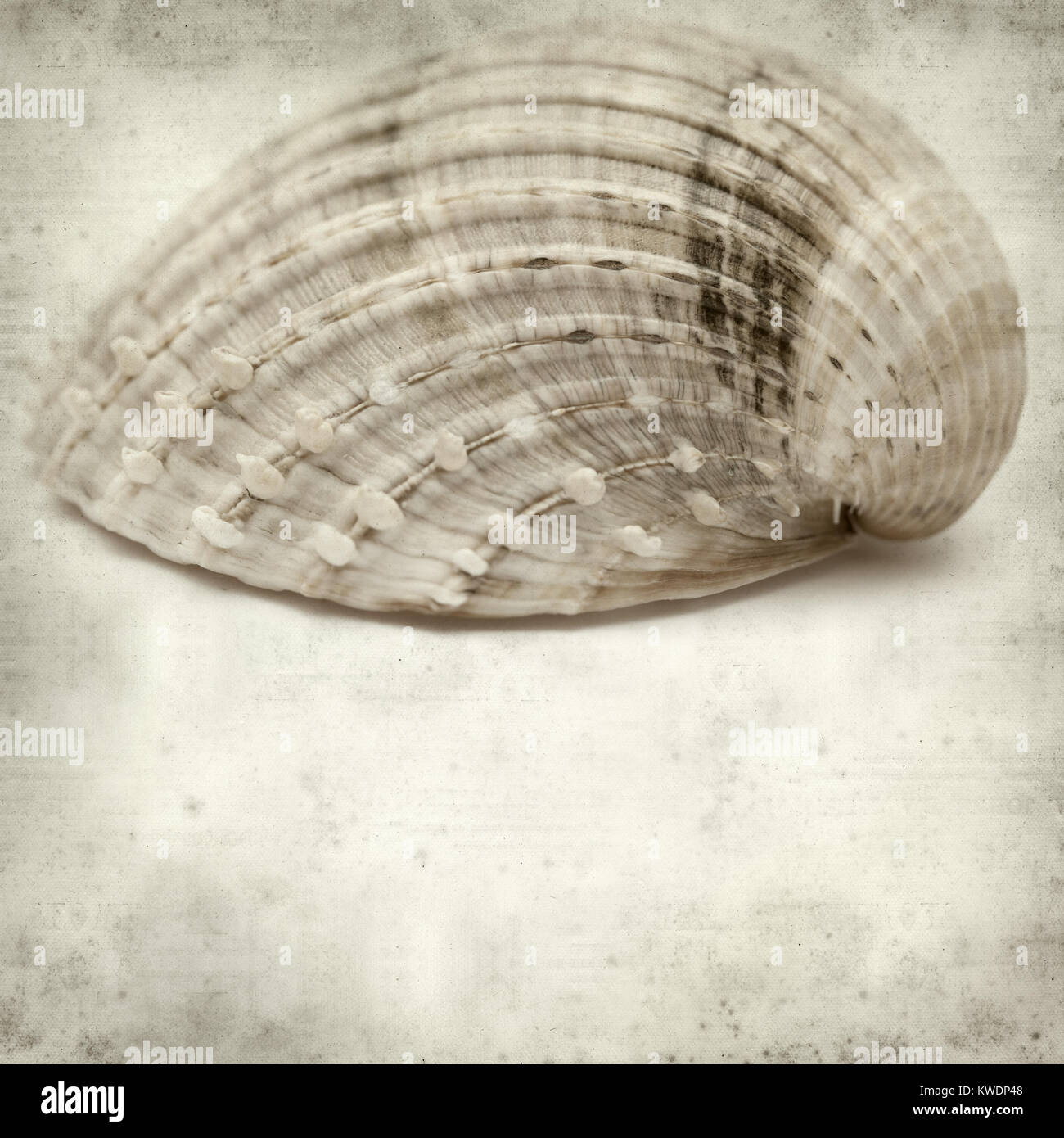 textured old paper background with rough cockle, Acanthocardia ...