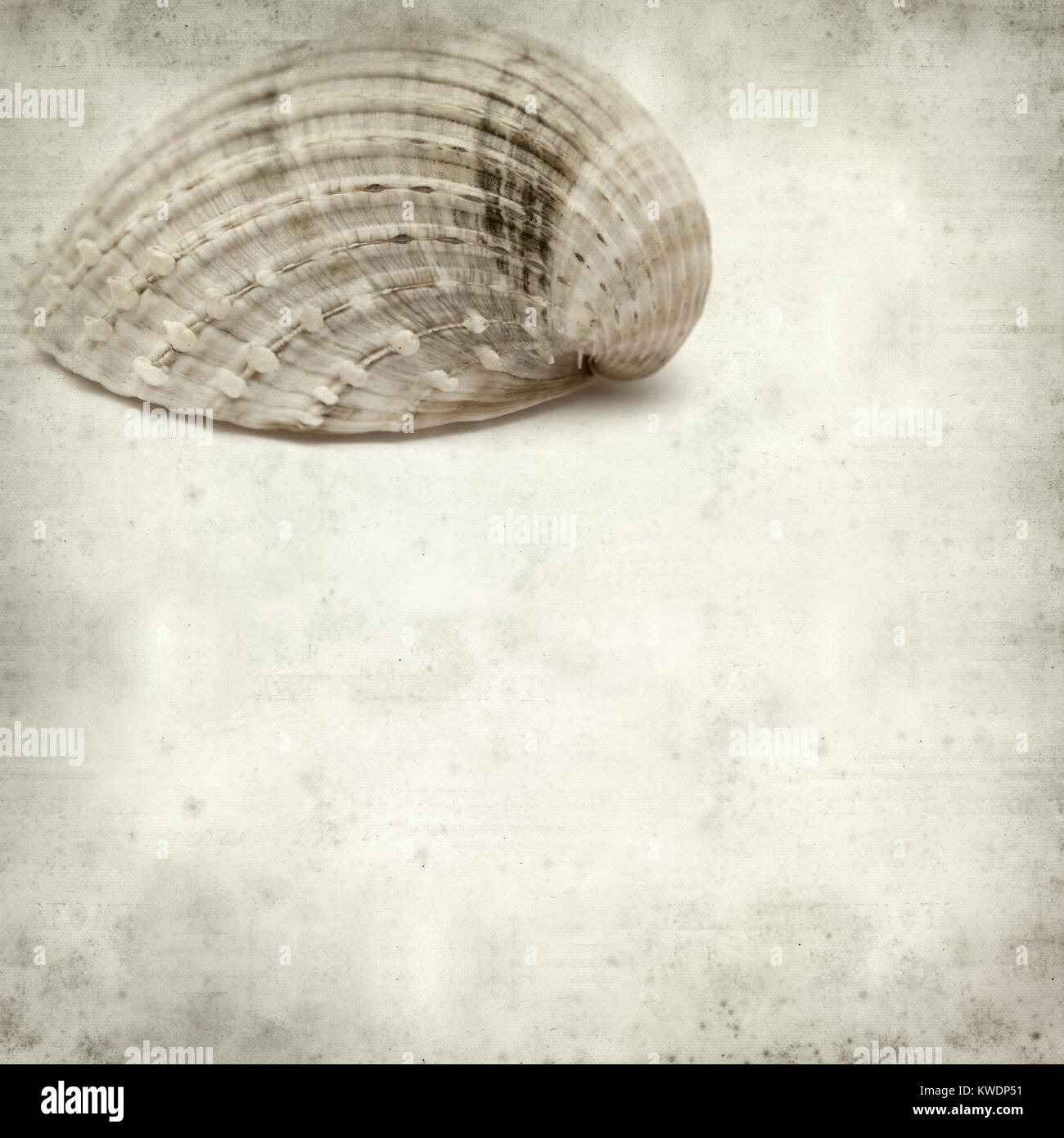 textured old paper background with rough cockle, Acanthocardia ...