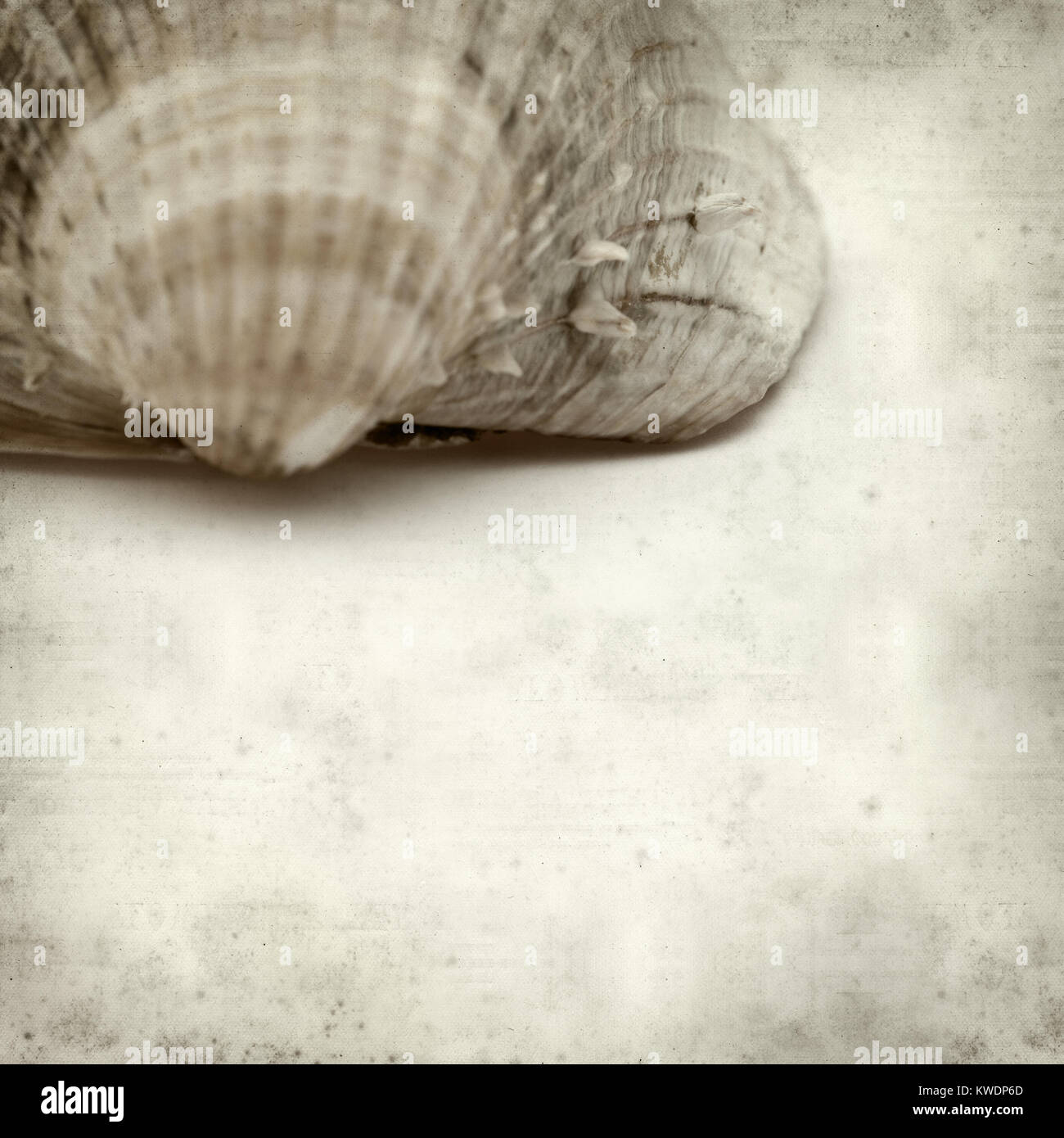 textured old paper background with rough cockle, Acanthocardia ...