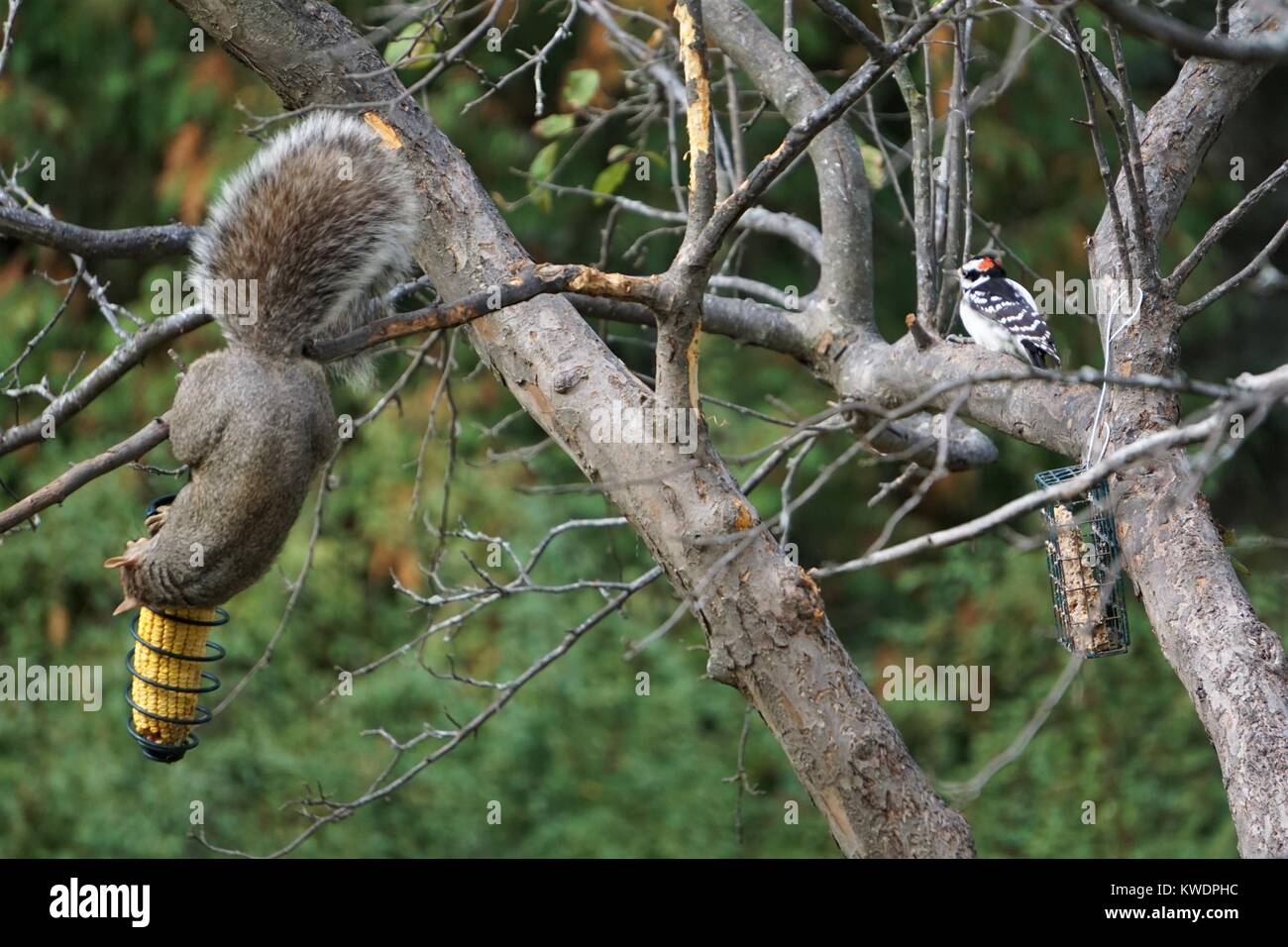 Grass feeding woodpecker hi-res stock photography and images - Alamy