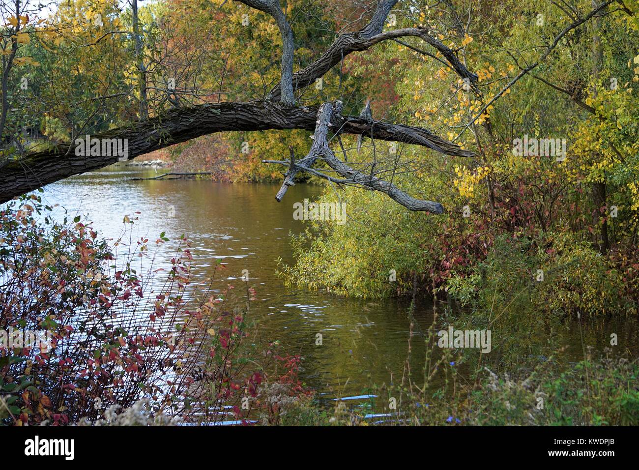 Small Lake & Stream in Autumn Stock Photo - Alamy