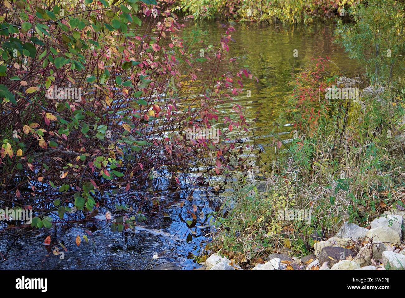Small stream ripples hi-res stock photography and images - Alamy
