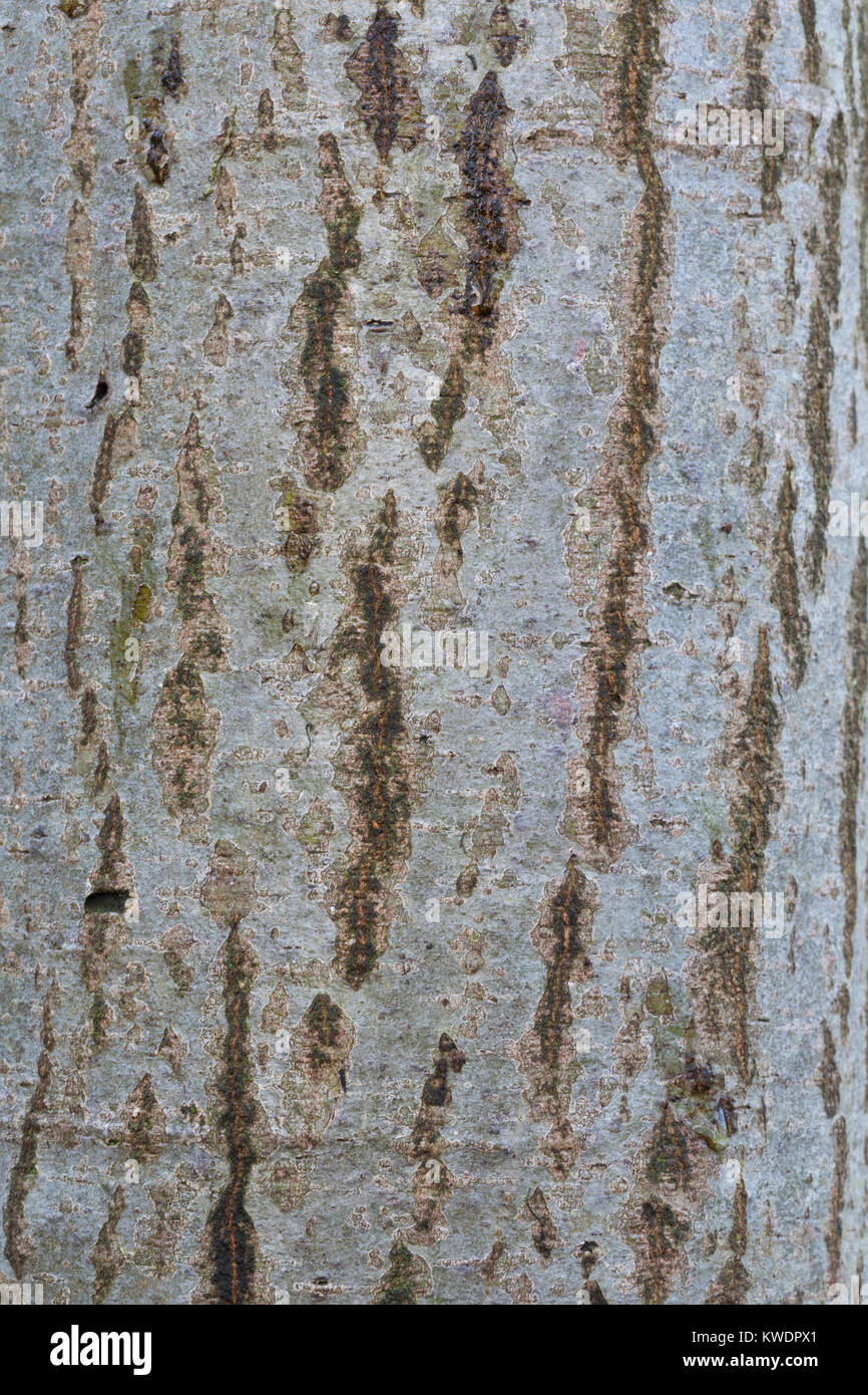 Grau-Erle, Grauerle, Rinde, Borke, Stamm, Baumstamm, Erle, Alnus incana ...