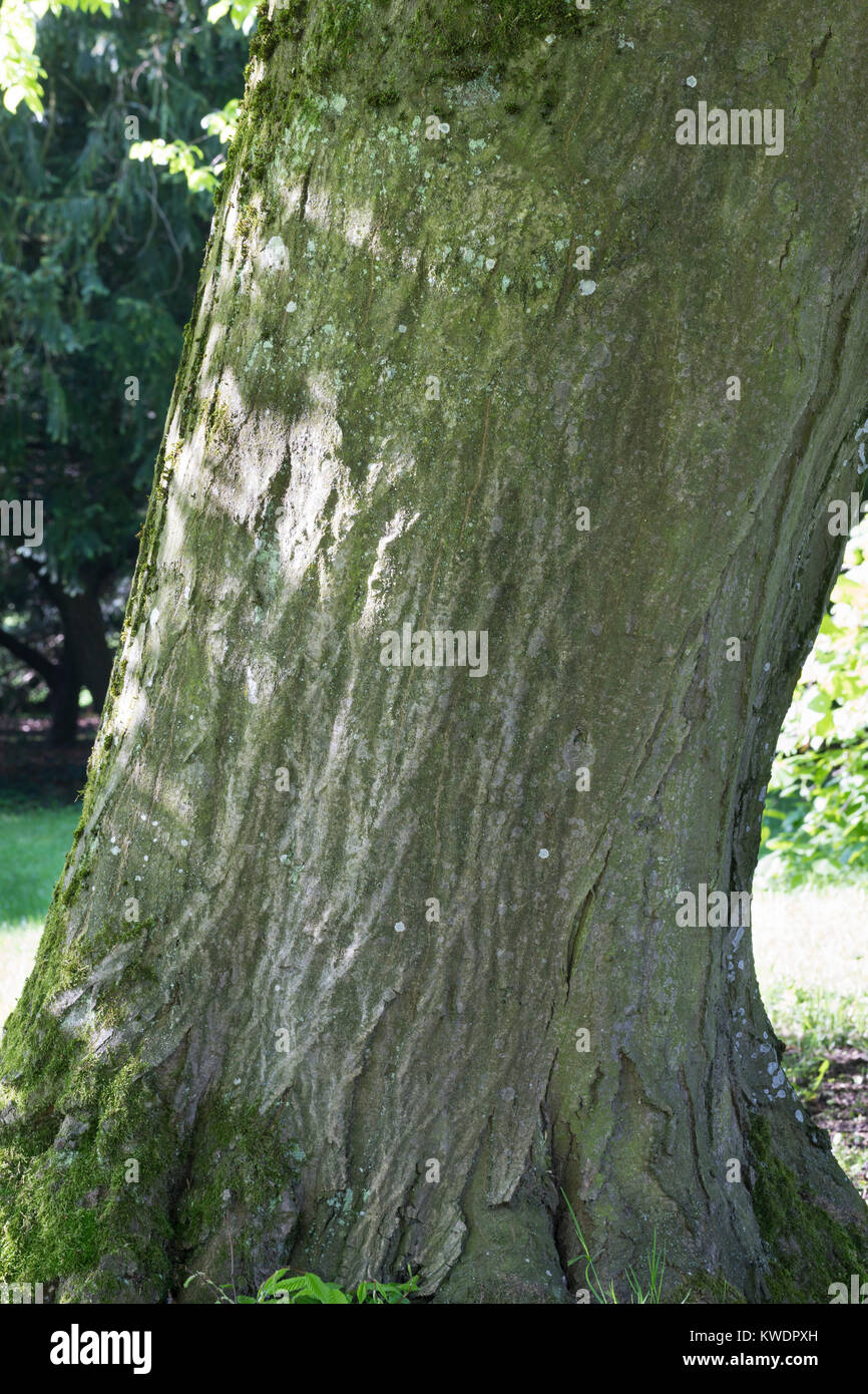 Hainbuche, Hain-Buche, Weißbuche, Weissbuche, Rinde, Borke, Stamm ...