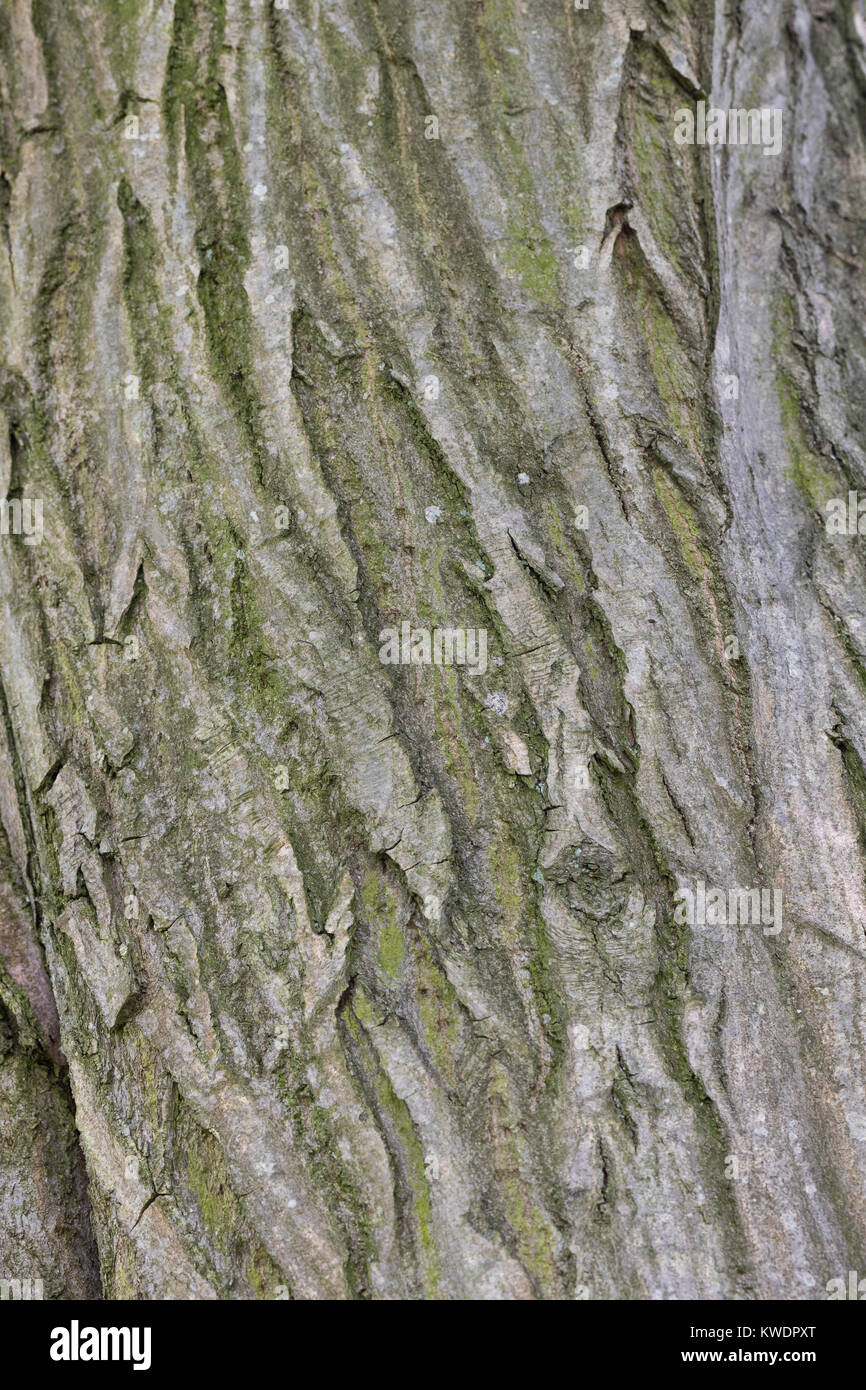 Hainbuche, Hain-Buche, Weißbuche, Weissbuche, Rinde, Borke, Stamm ...