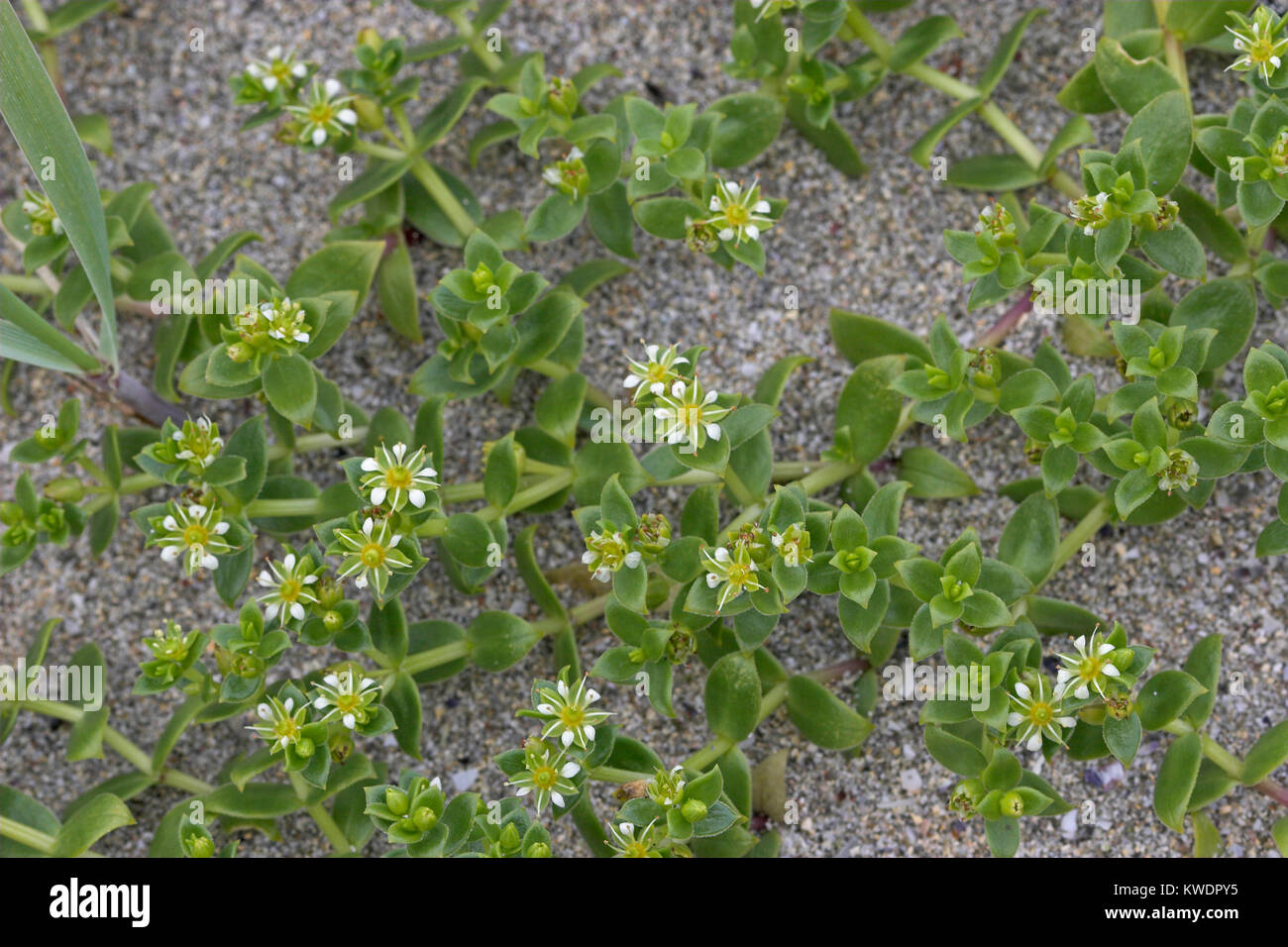 Strand-Salzmiere, Strandsalzmiere, Salzmiere, Strandportulak, Salz ...