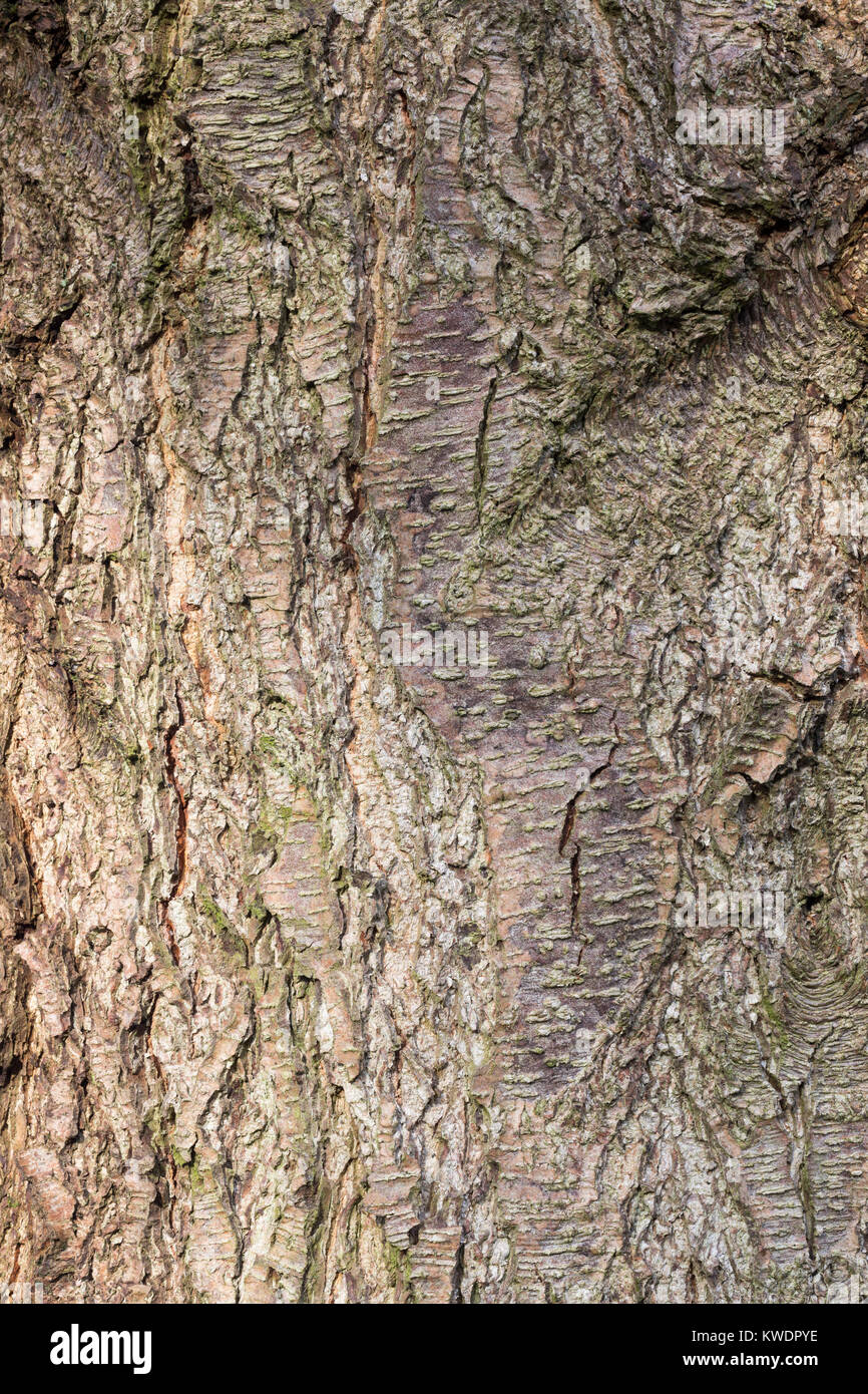 Common alder tree bark hi-res stock photography and images - Alamy