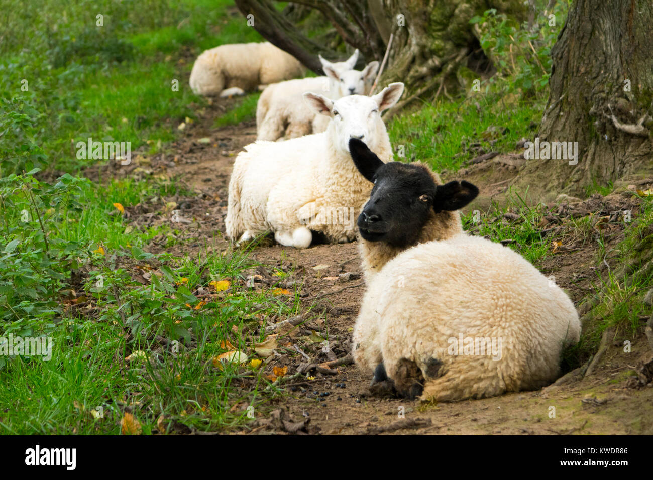 Shropshire hills sheep hi-res stock photography and images - Alamy