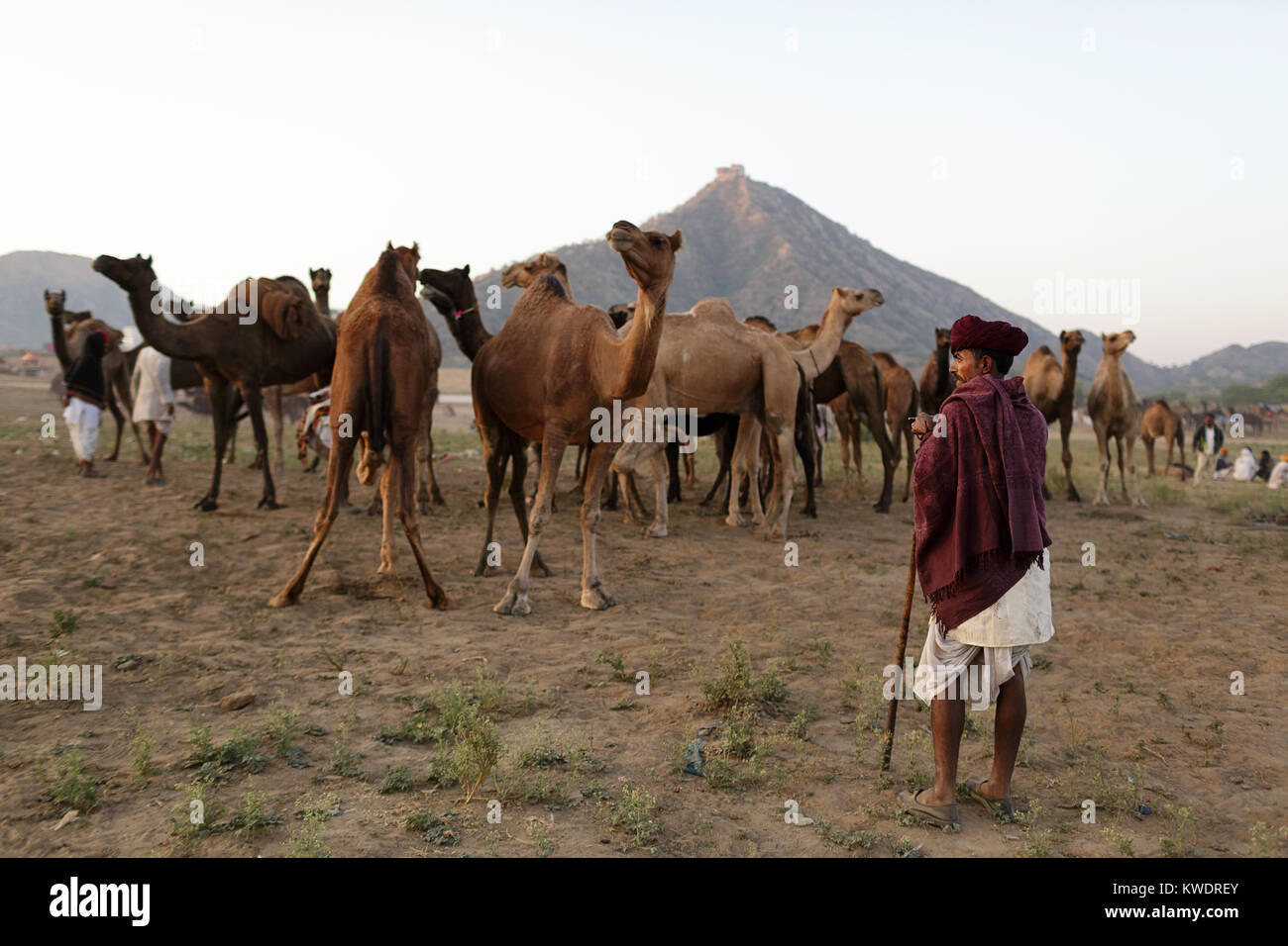 A camel trader with his herd during the annual Pushkar Camel fair ...