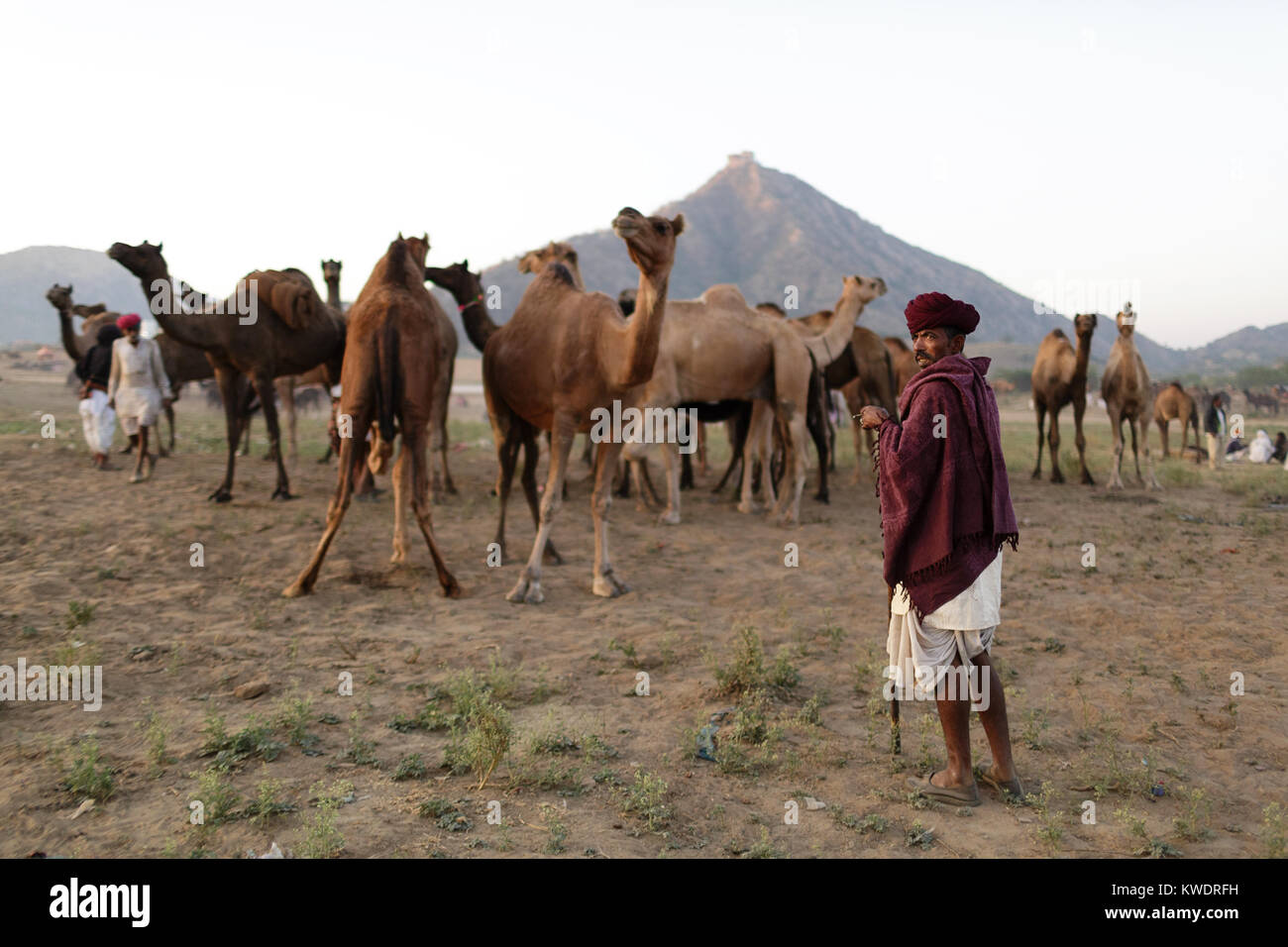 A camel trader with his herd during the annual Pushkar Camel fair ...
