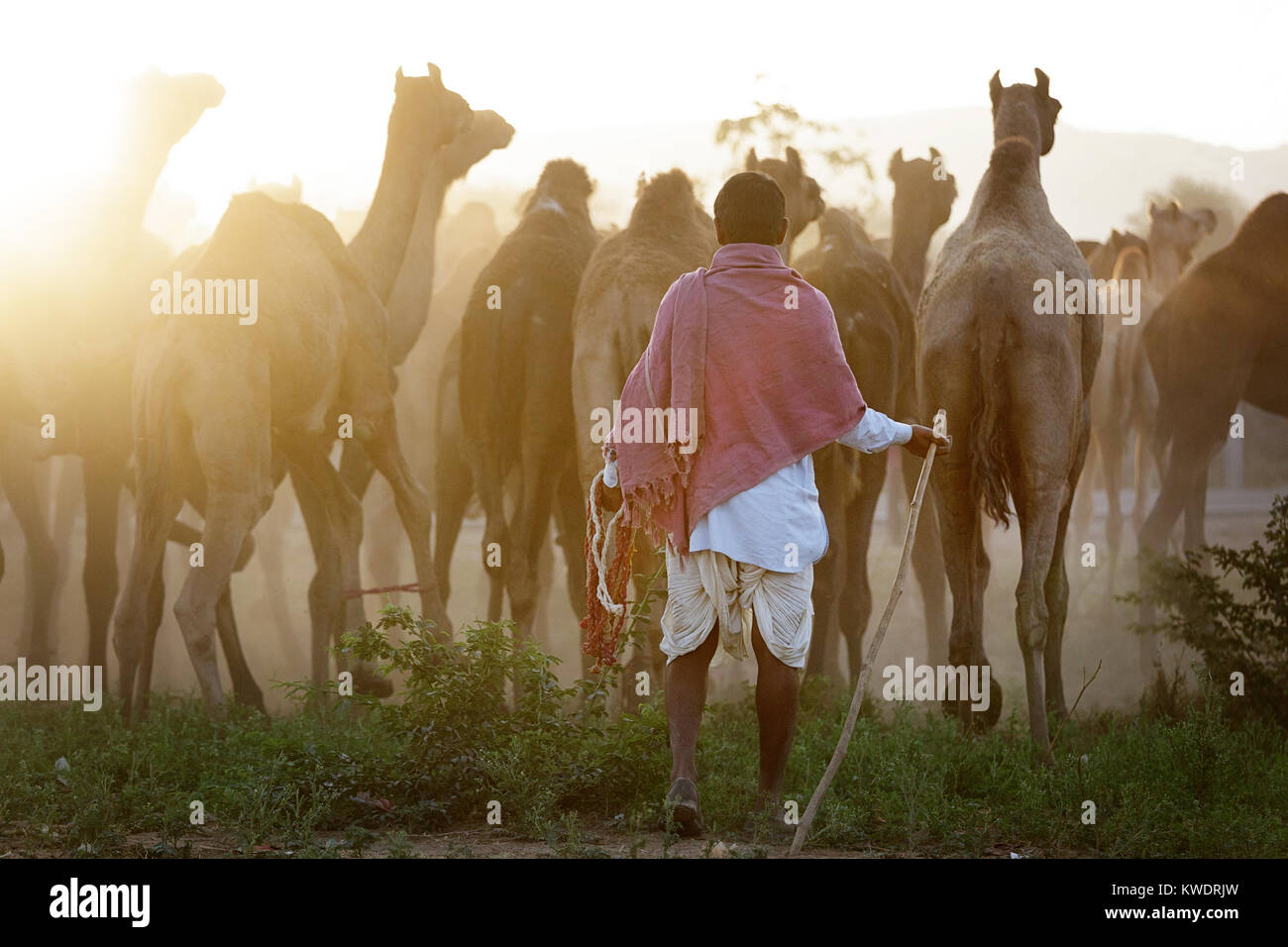 A camel trader with his herd during the annual Pushkar Camel fair, in ...