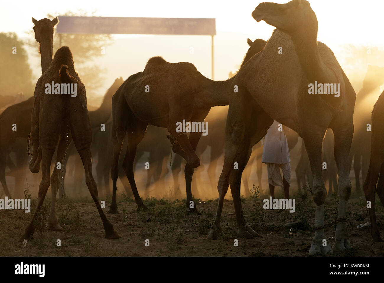 A camel trader with his herd during the annual Pushkar Camel fair with ...