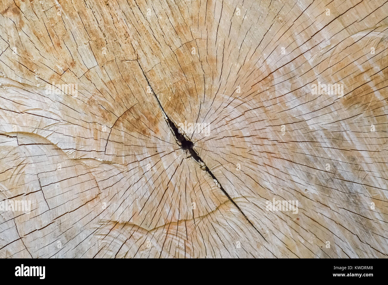 Closeup of the cross section of a big tree trunk Stock Photo - Alamy