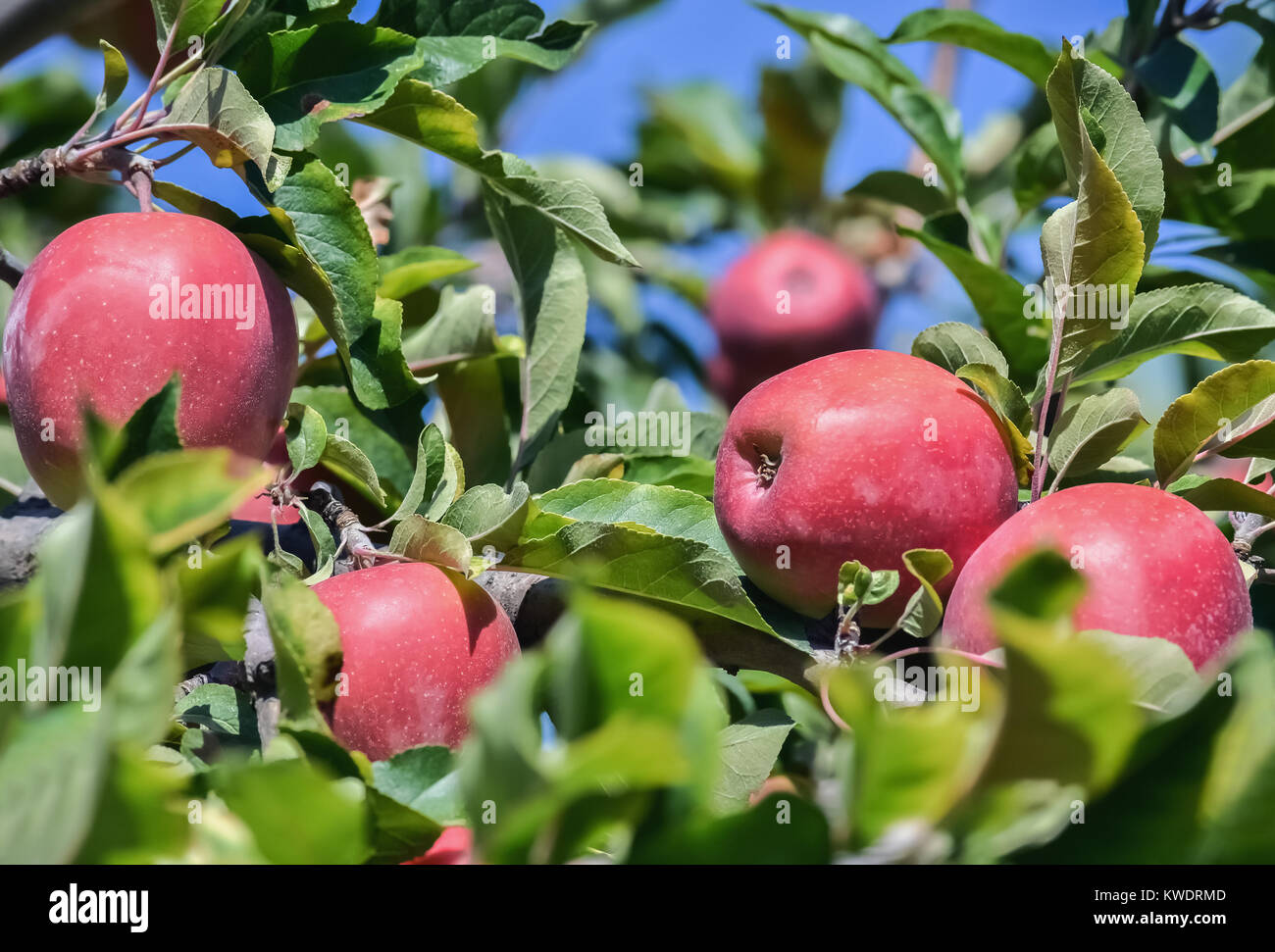 Closeup of ripe red apples hanging on a tree in the orchard Stock Photo - Alamy