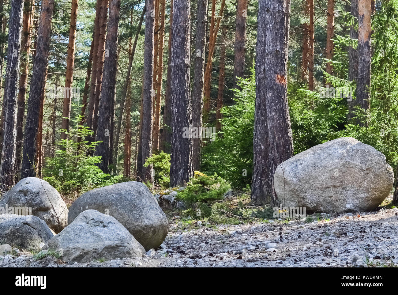 Detail of a dense forest and big stones under the trees Stock Photo - Alamy