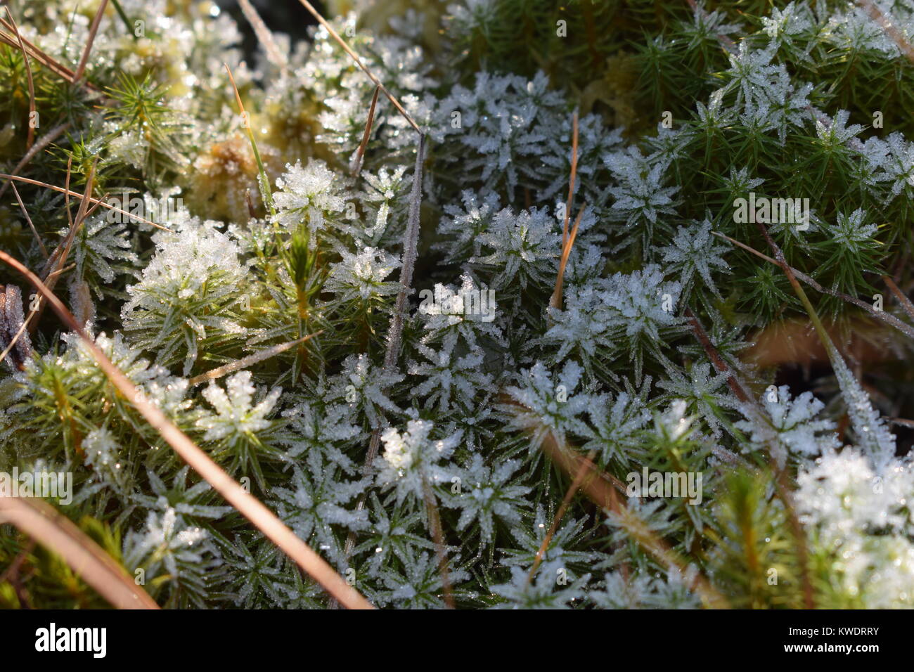 Frost moss grass hi-res stock photography and images - Alamy