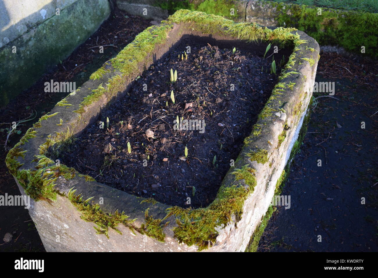 First spring flower sprouts Stock Photo - Alamy