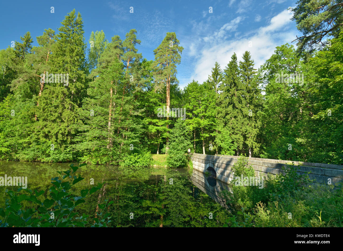 Forest landscape in summer.Here grow tall trees Stock Photo - Alamy