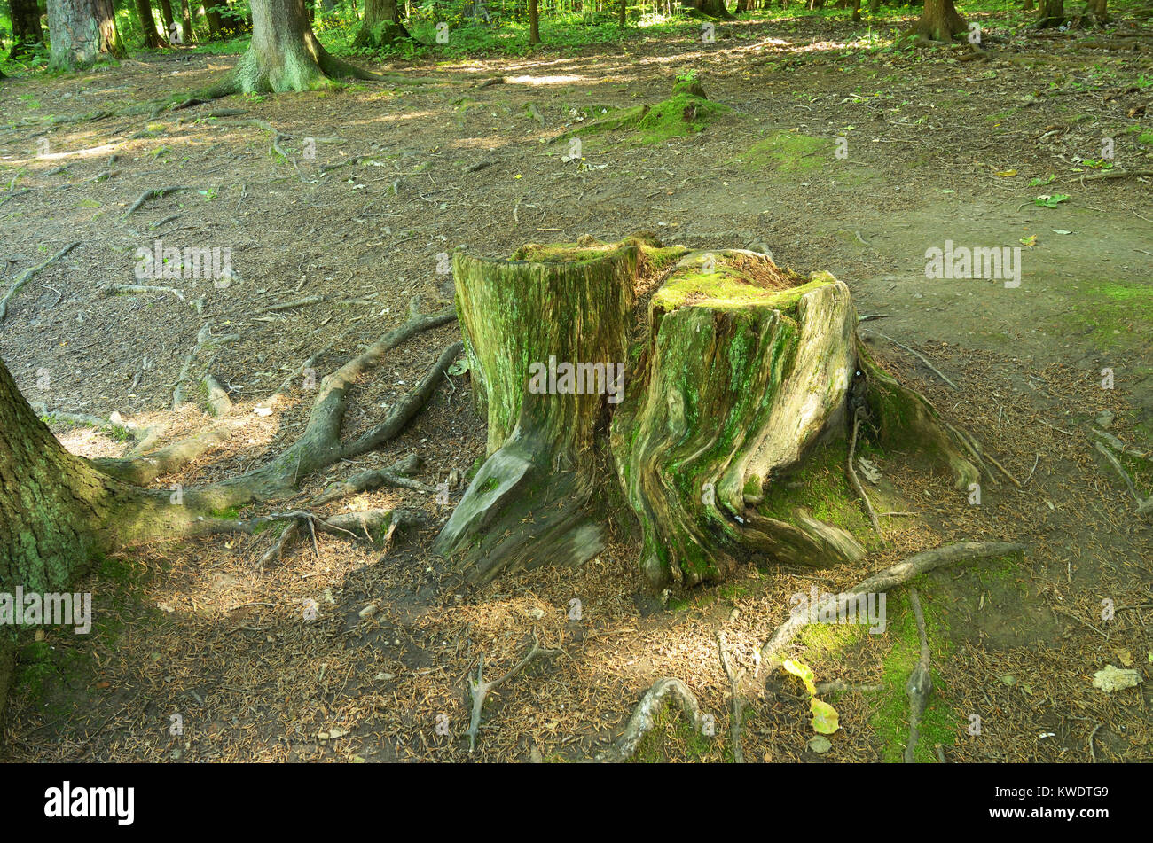 We see untouched nature and a rotten tree stump in the woods Stock ...