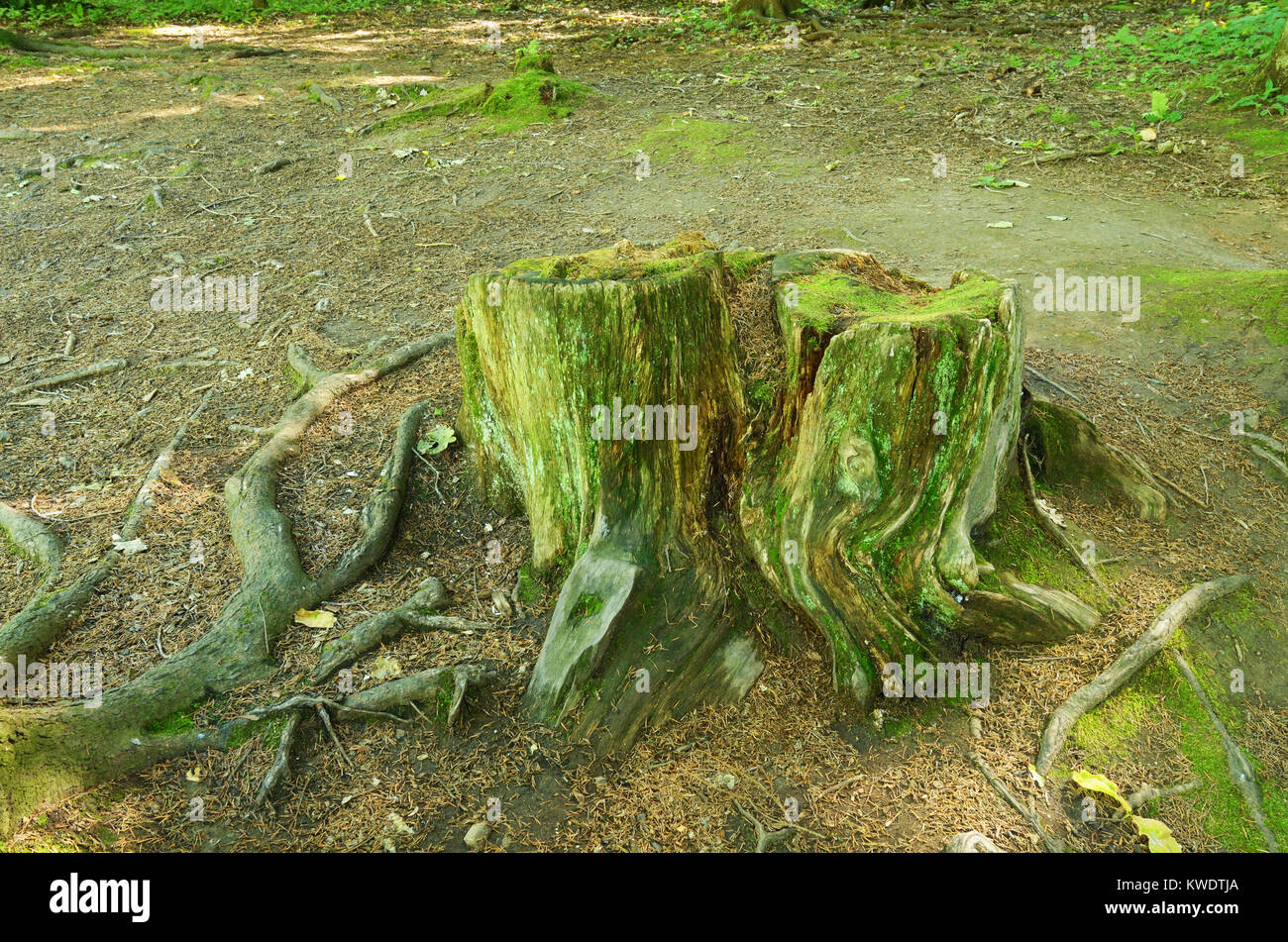 We see untouched nature and a rotten tree stump in the woods Stock ...