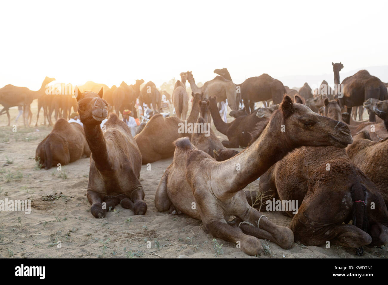 Scene at Pushkar Camel Fair, men smoking cigars, sitting around ...
