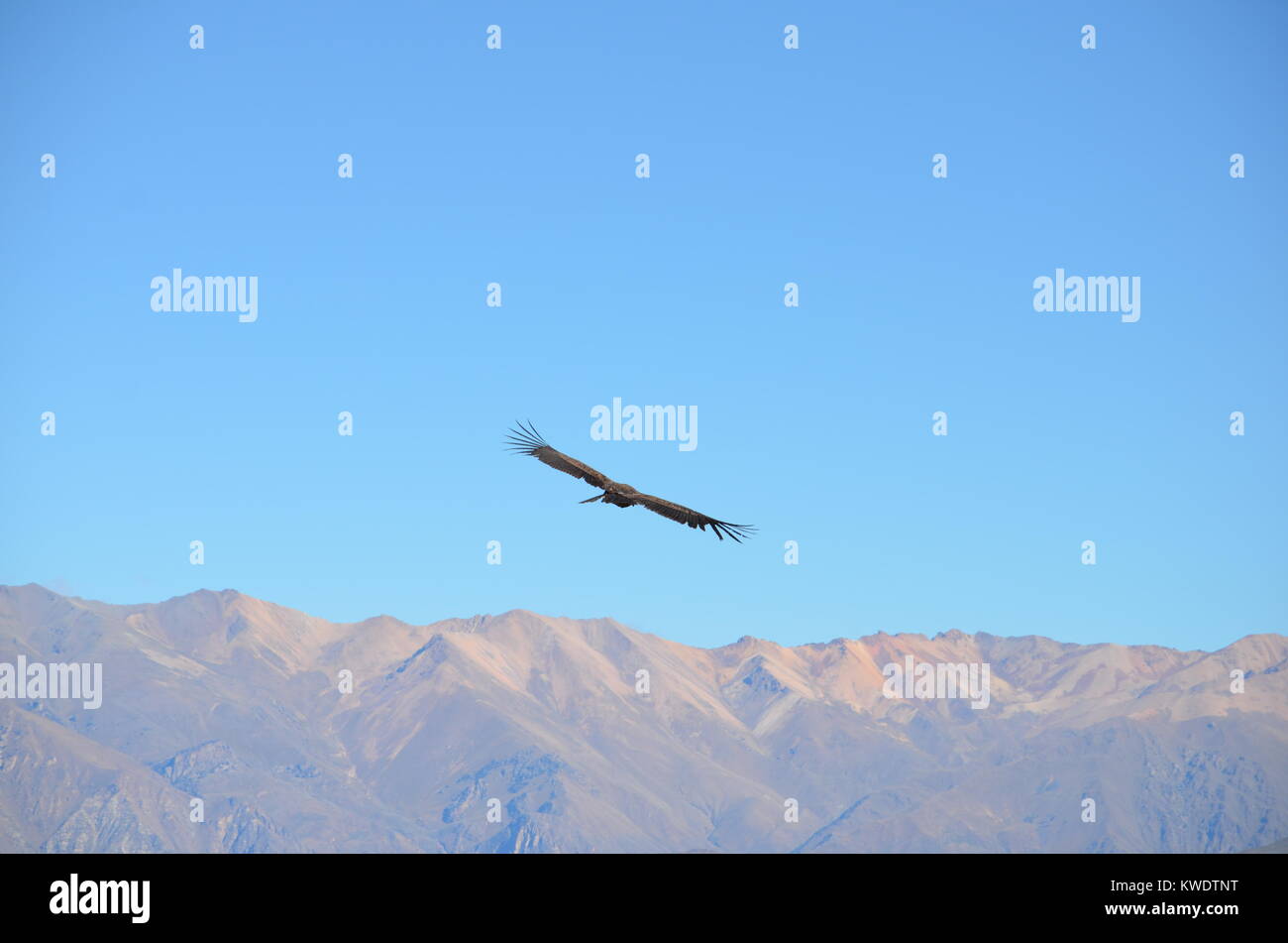 Condor in Flight Stock Photo - Alamy