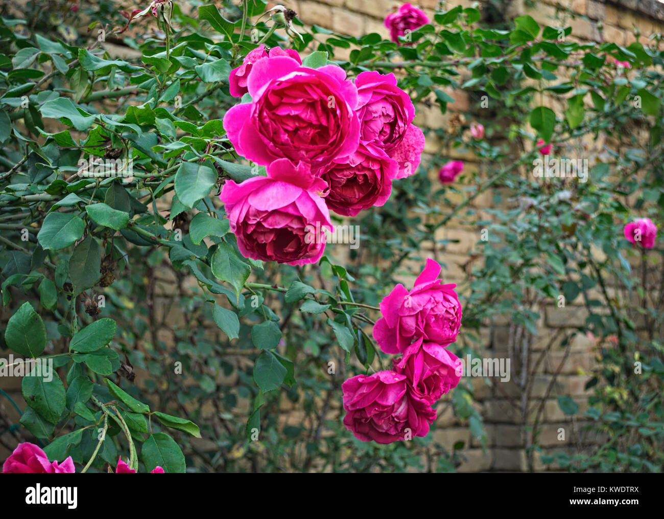 Pink Cluster Roses at Patrick Purcell blog