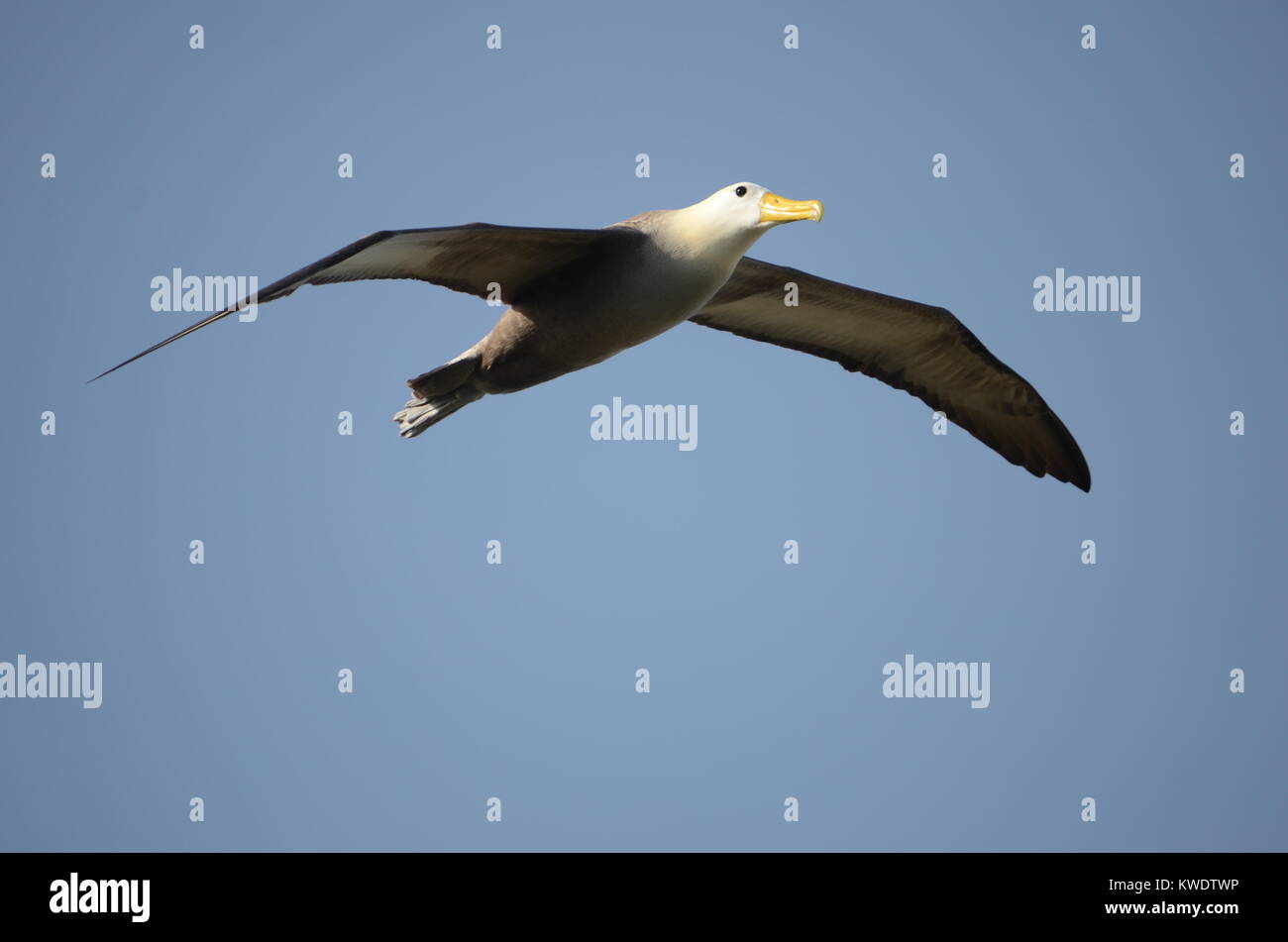 Waved Albatross in Flight Stock Photo - Alamy