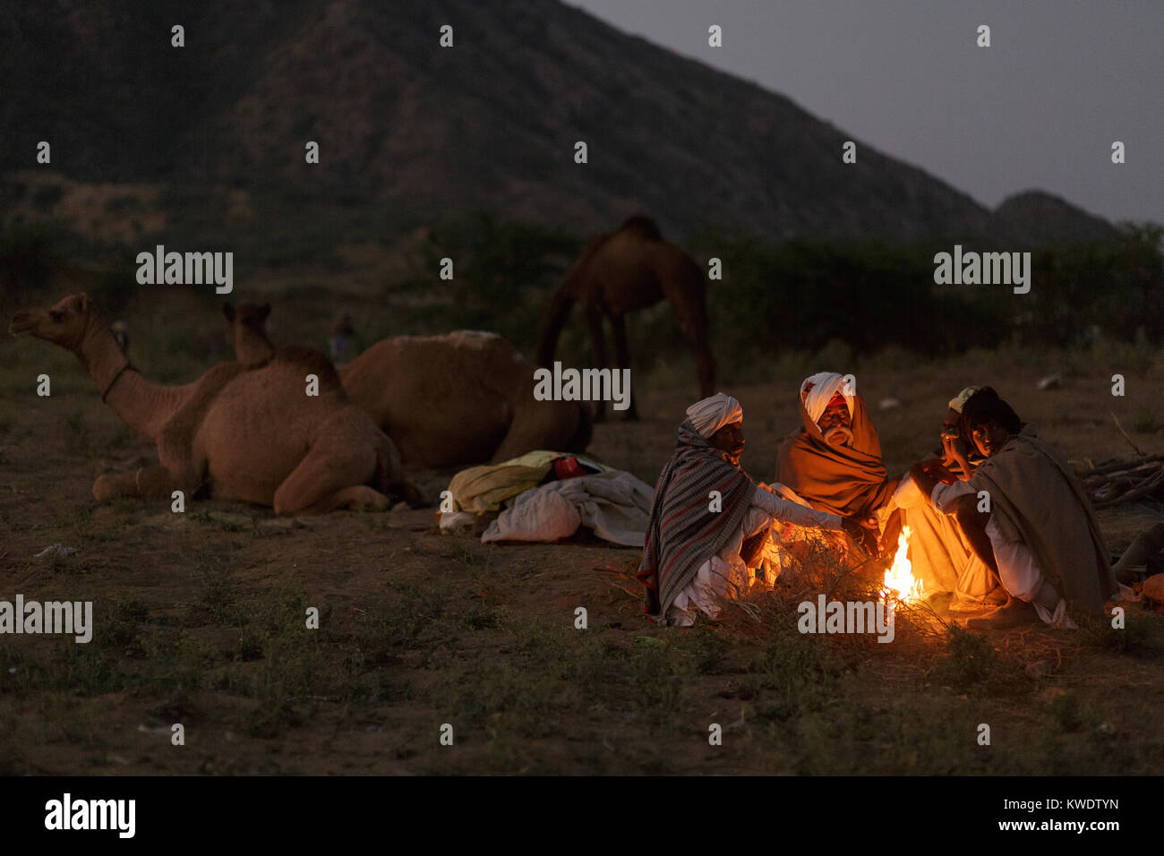 Rajasthani Camel Traders High Resolution Stock Photography and Images ...