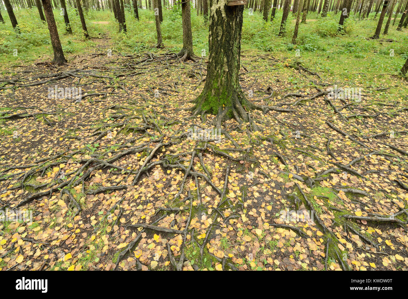 Autumn in the forest.Large tree roots on the surface of the earth Stock ...