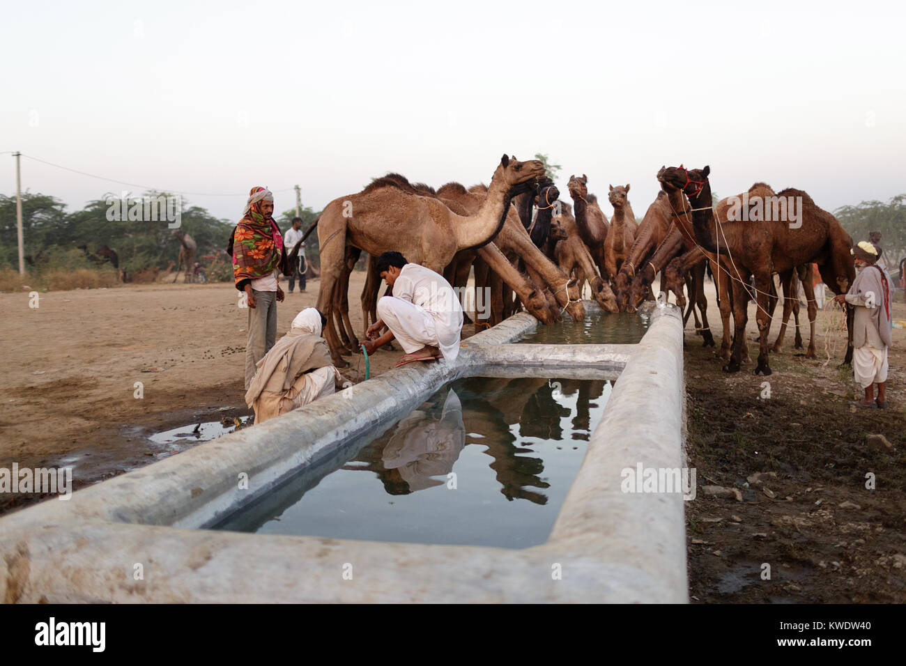 Scene at Pushkar Camel Fair, herd of camels standing by water tank and ...