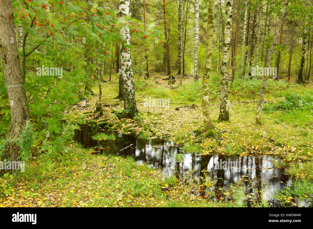 Wildlife in the forest.The trees in the swamp in the woods Stock Photo ...